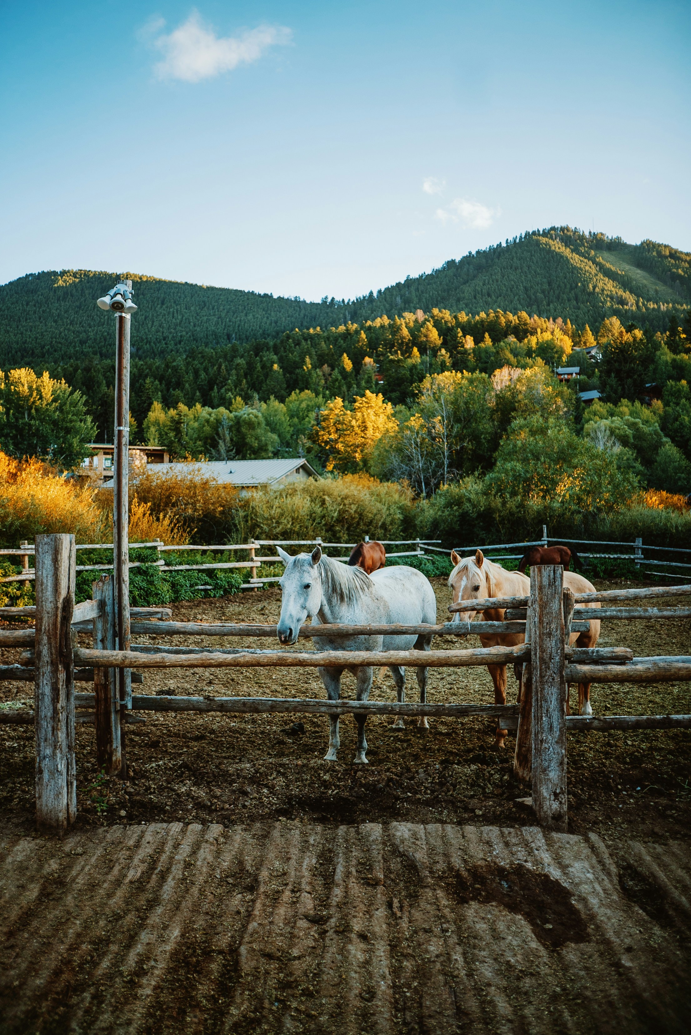 Fence-side Whiteness: White and Chestnut Horses in a Sunlit Autumn Valley