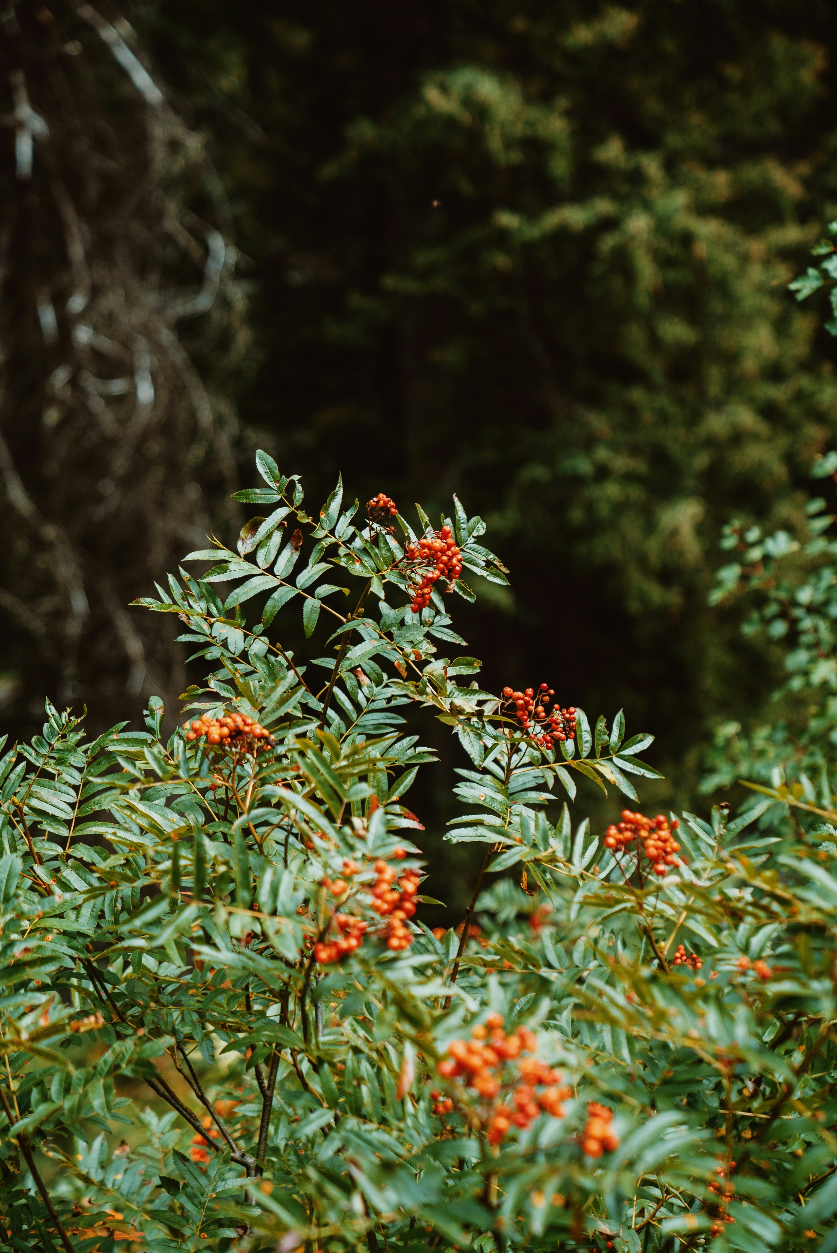 Un buisson aux fleurs rouges et aux feuilles vertes photo – Image ...