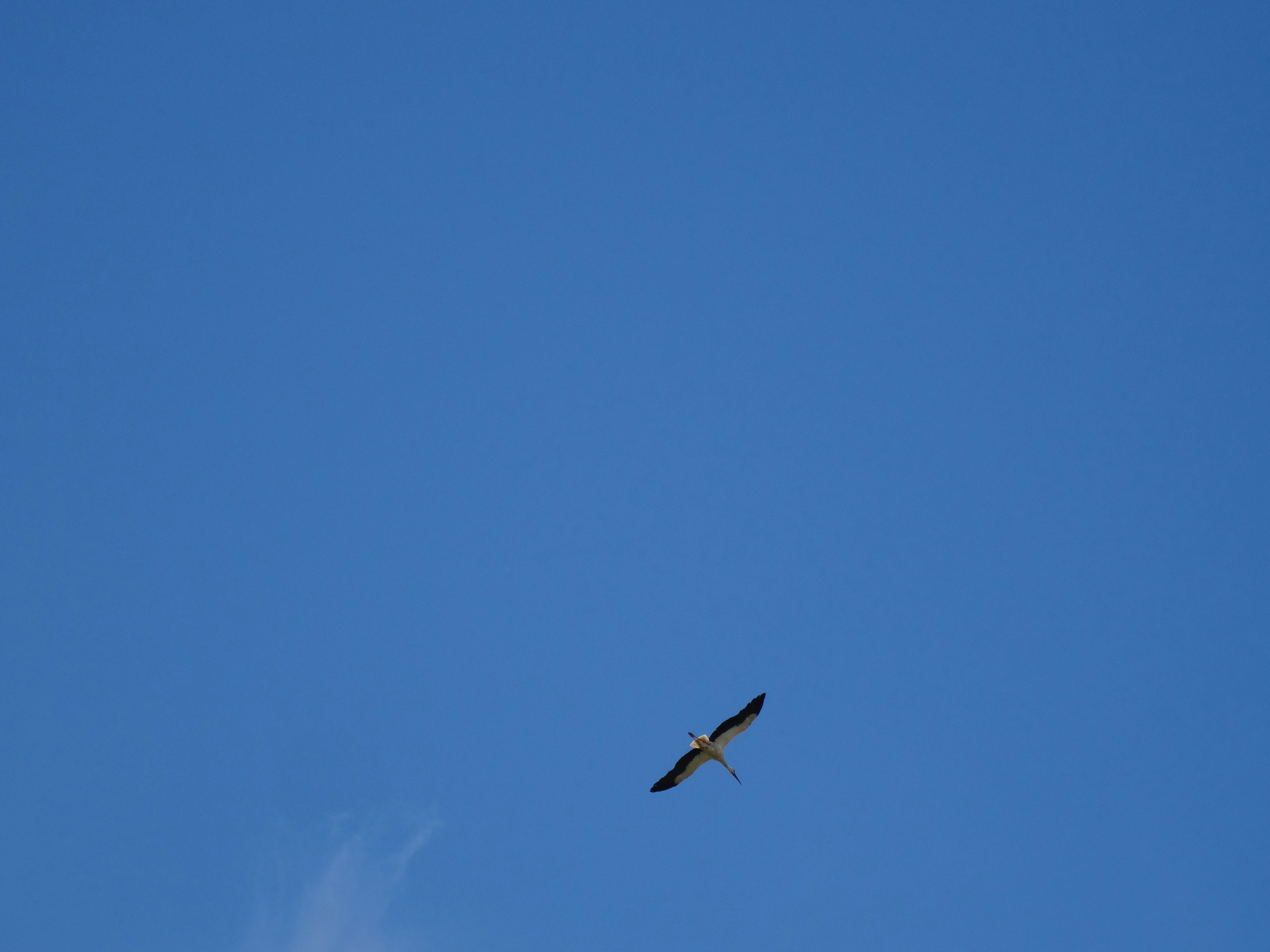 A bird flying high up in the sky photo – Free Médoc Image on Unsplash
