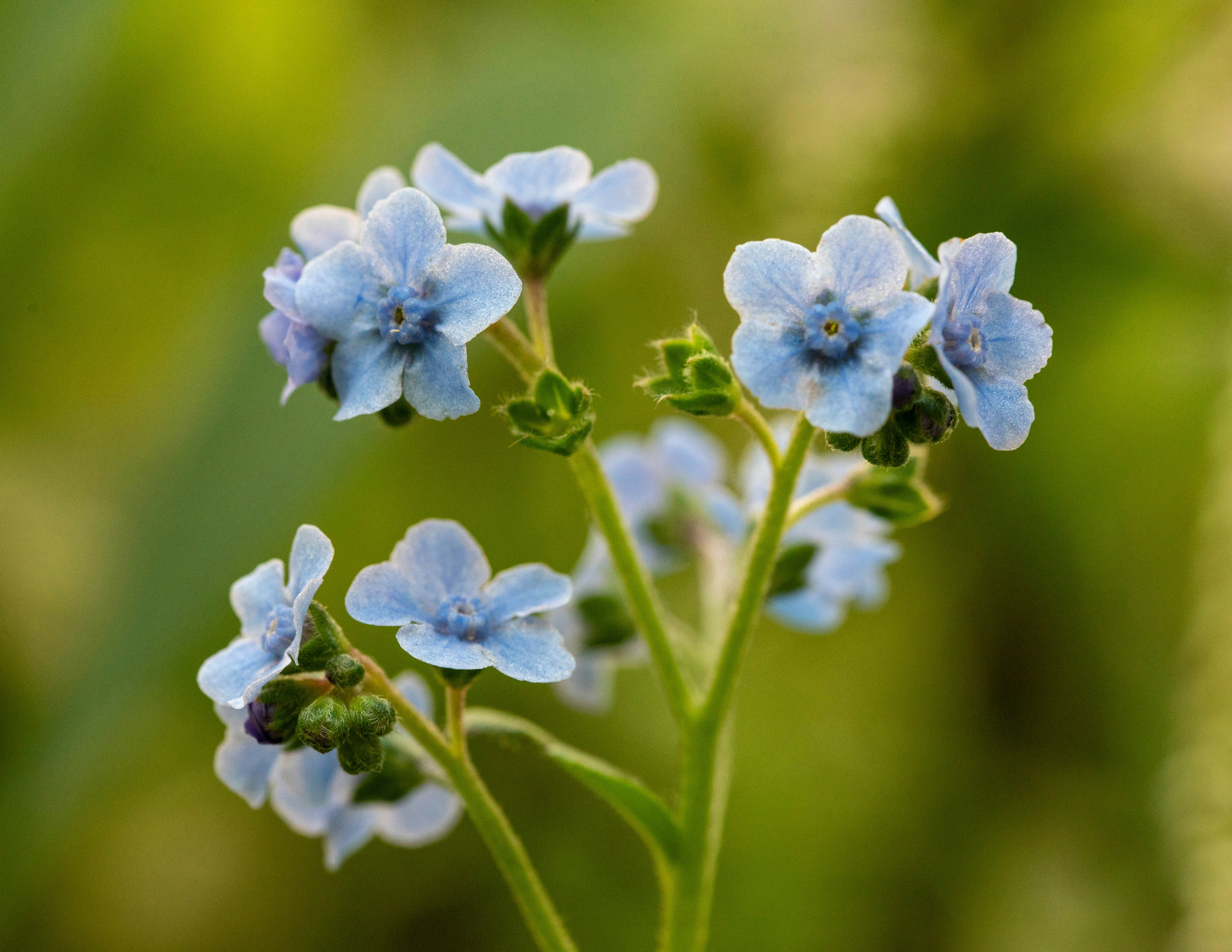 Blue Forget-Me-Not Cluster: Delicate Stars in Verdant Blur