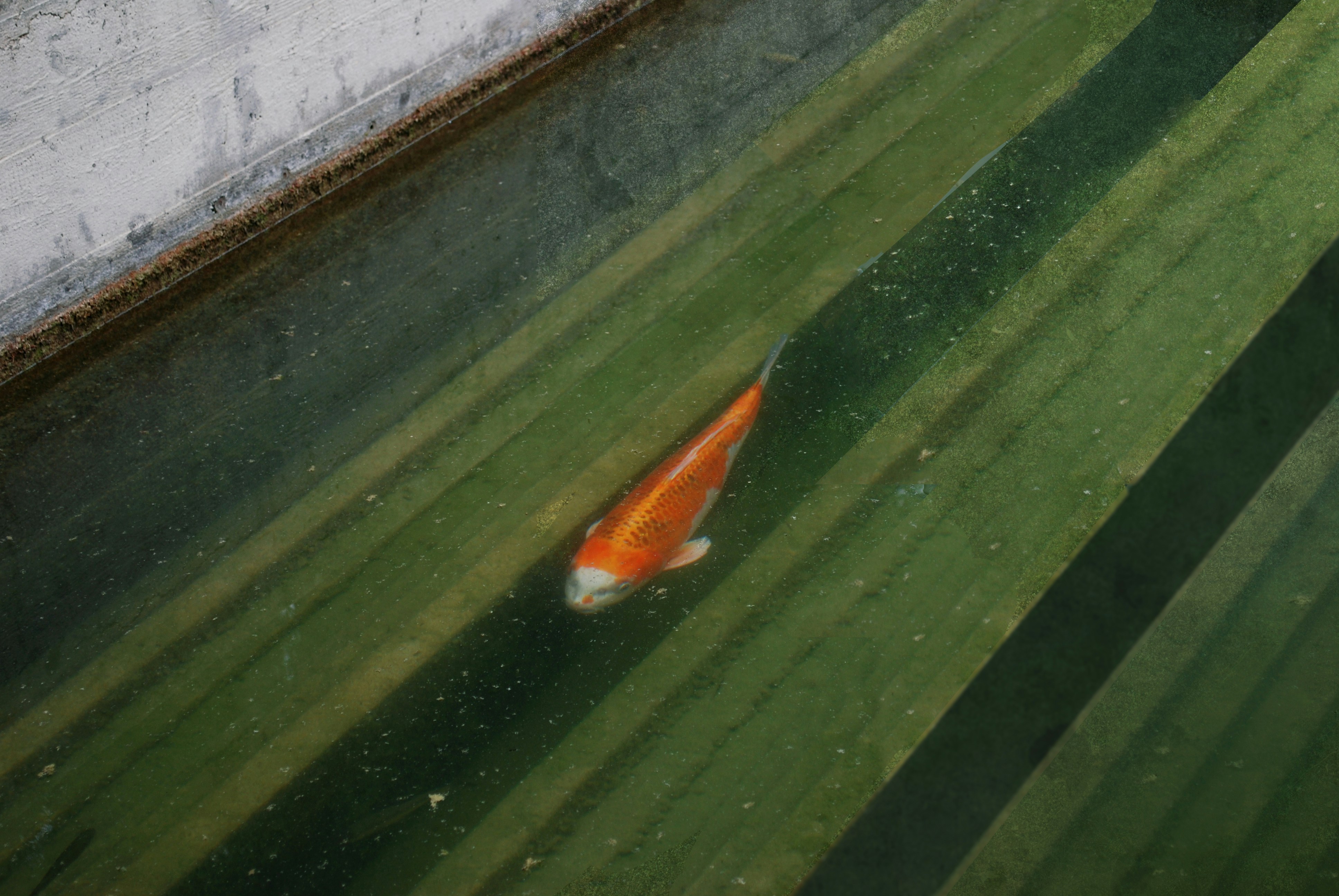 A fish is swimming in a pool of water photo – Free Green Image on Unsplash