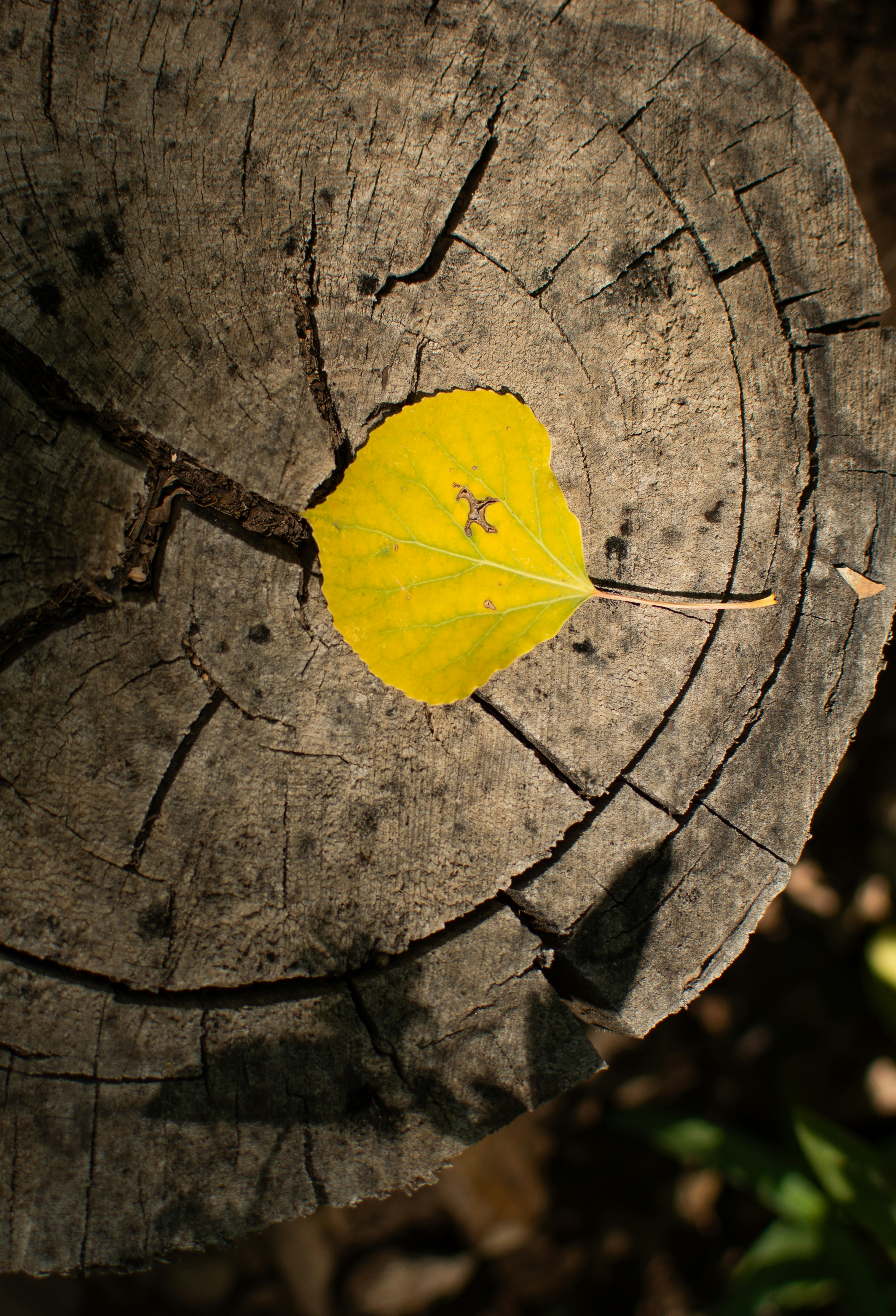 Amber Leaf on a Weathered Stump: Time’s Circles in Focus