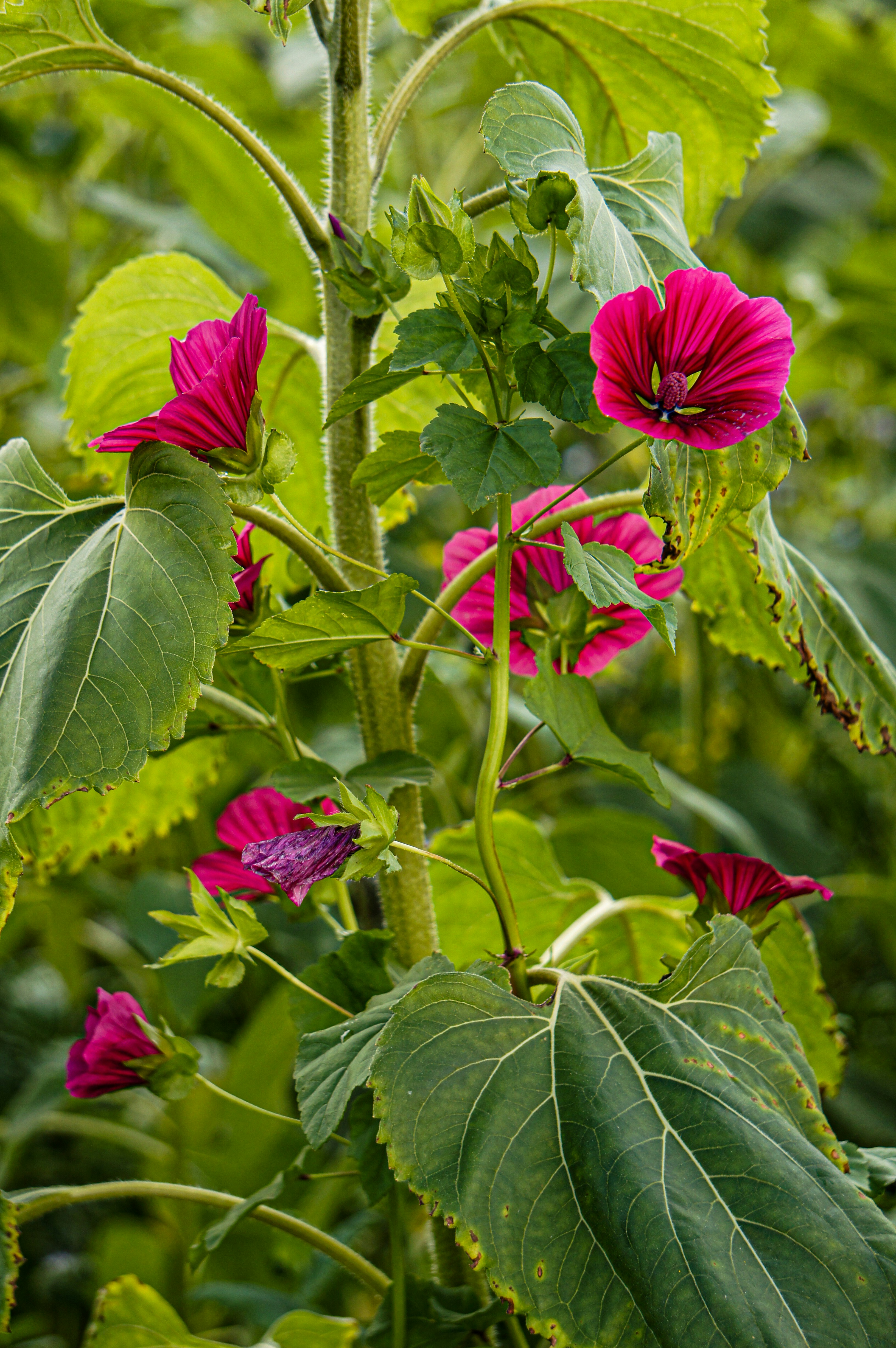 Crimson hollyhocks weave through a sunlit green tapestry