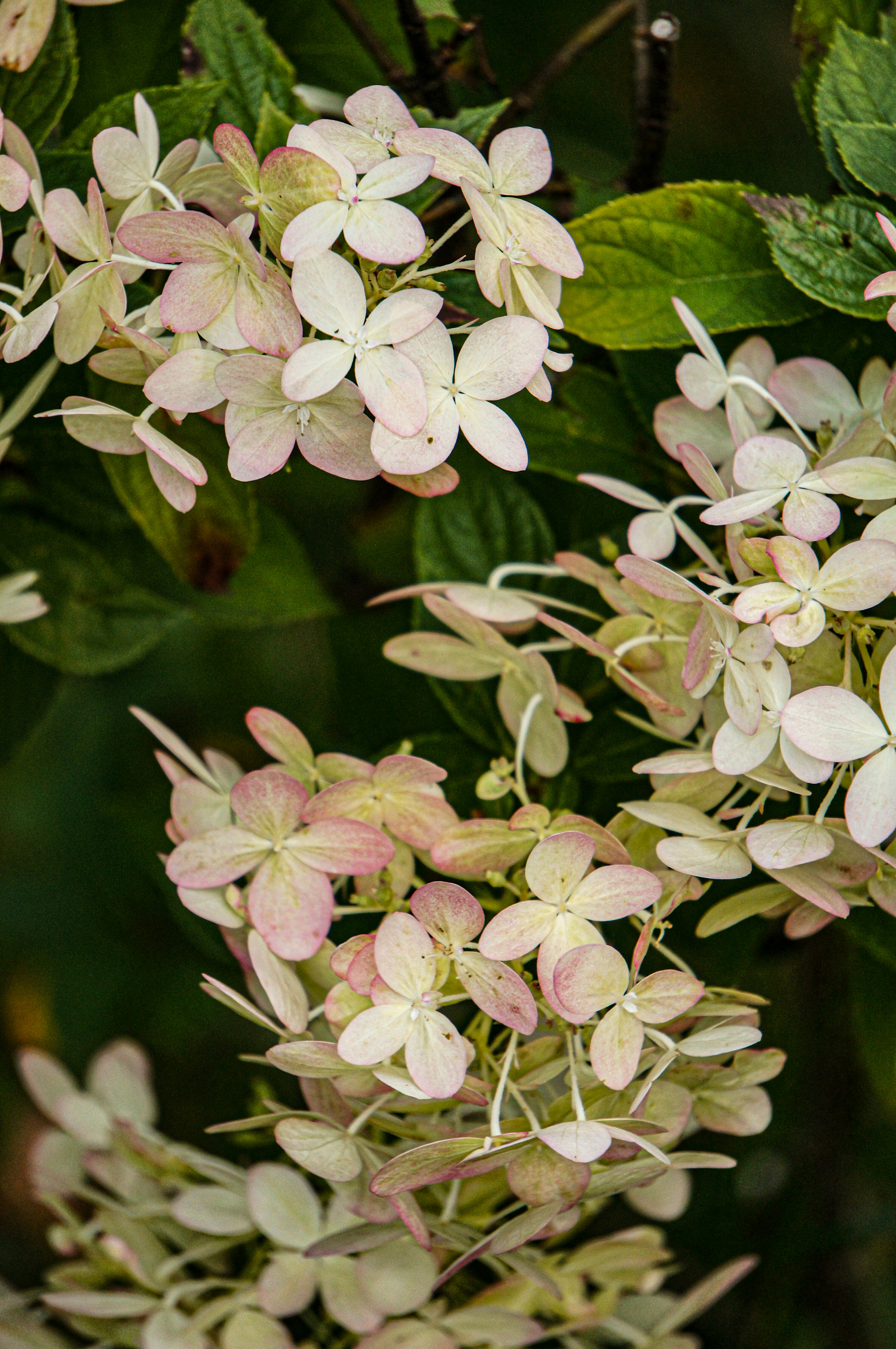 a close up of a bunch of flowers on a tree