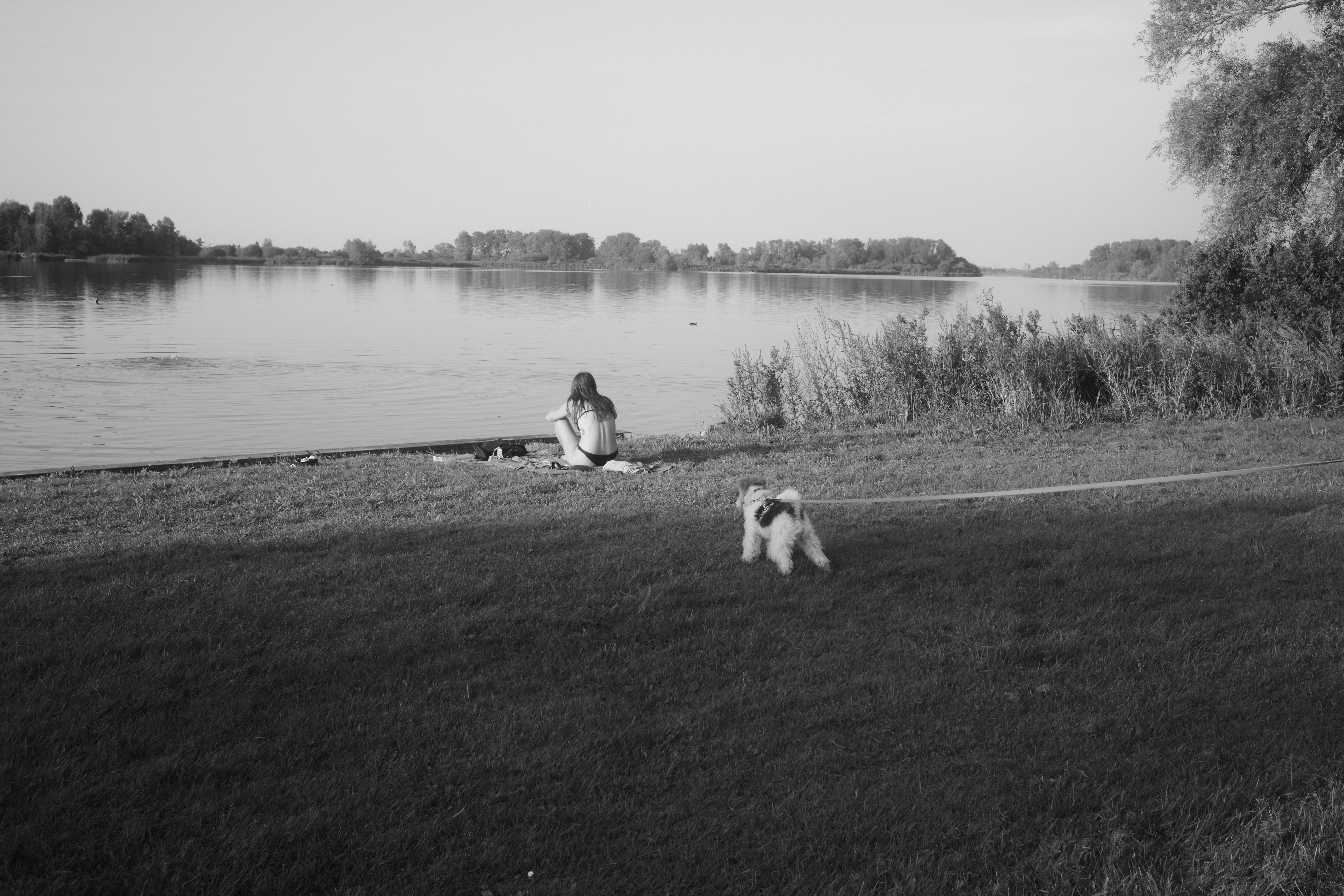 Person seated by a serene lake with a small dog on the grassy shore.