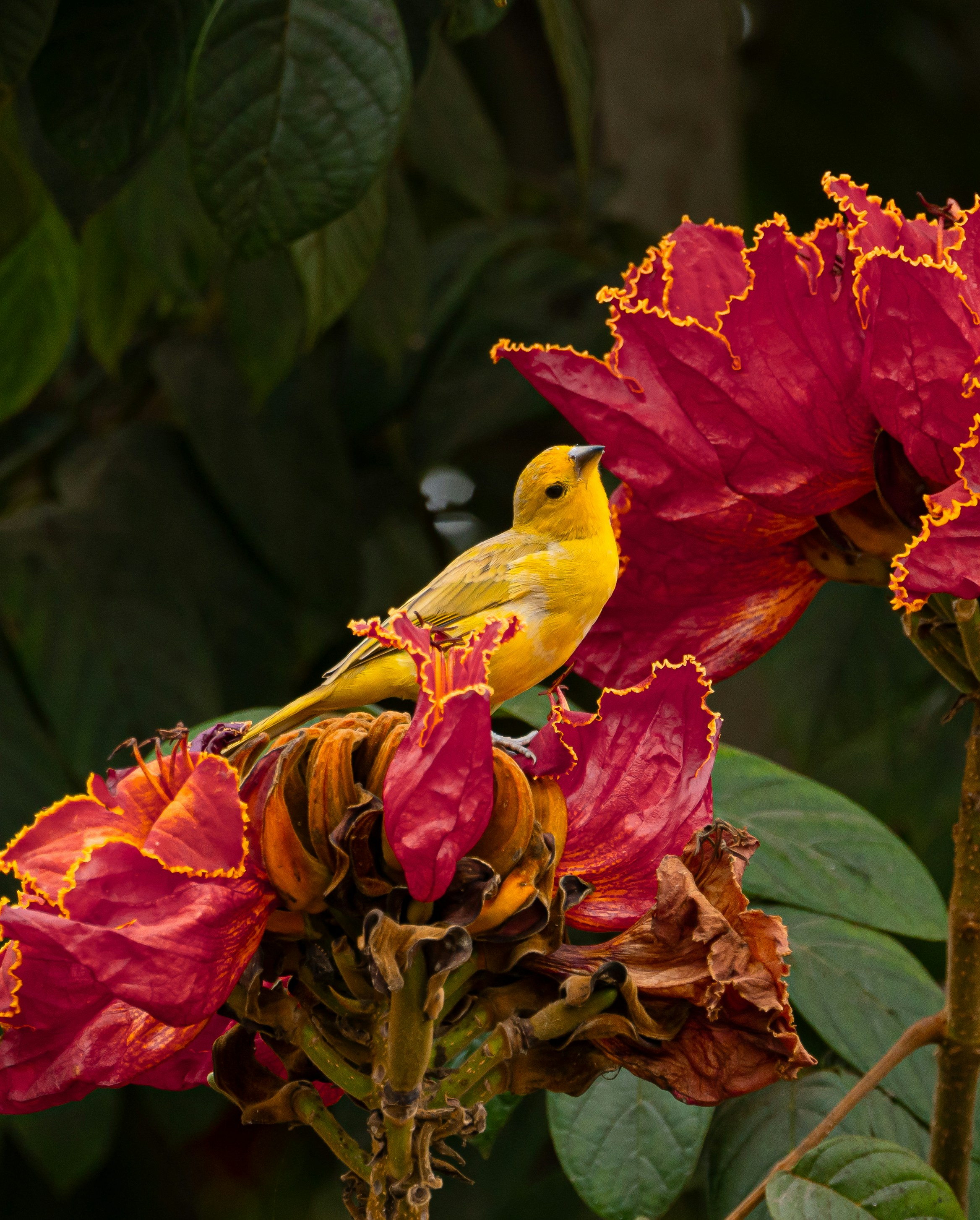 Un oiseau jaune perché au sommet d’une fleur rouge photo – Photo ...