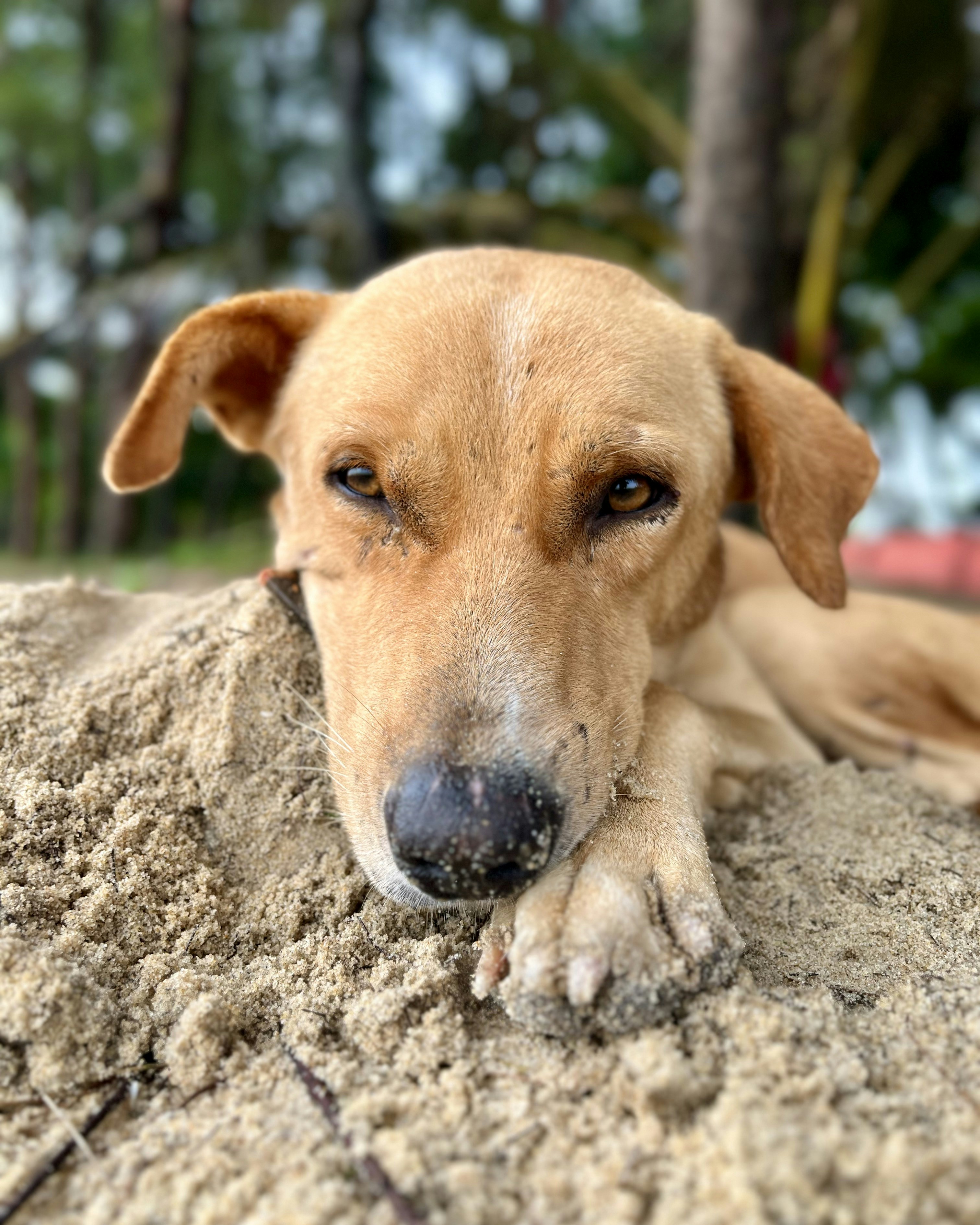 A Moment of Serenity in the Sand
