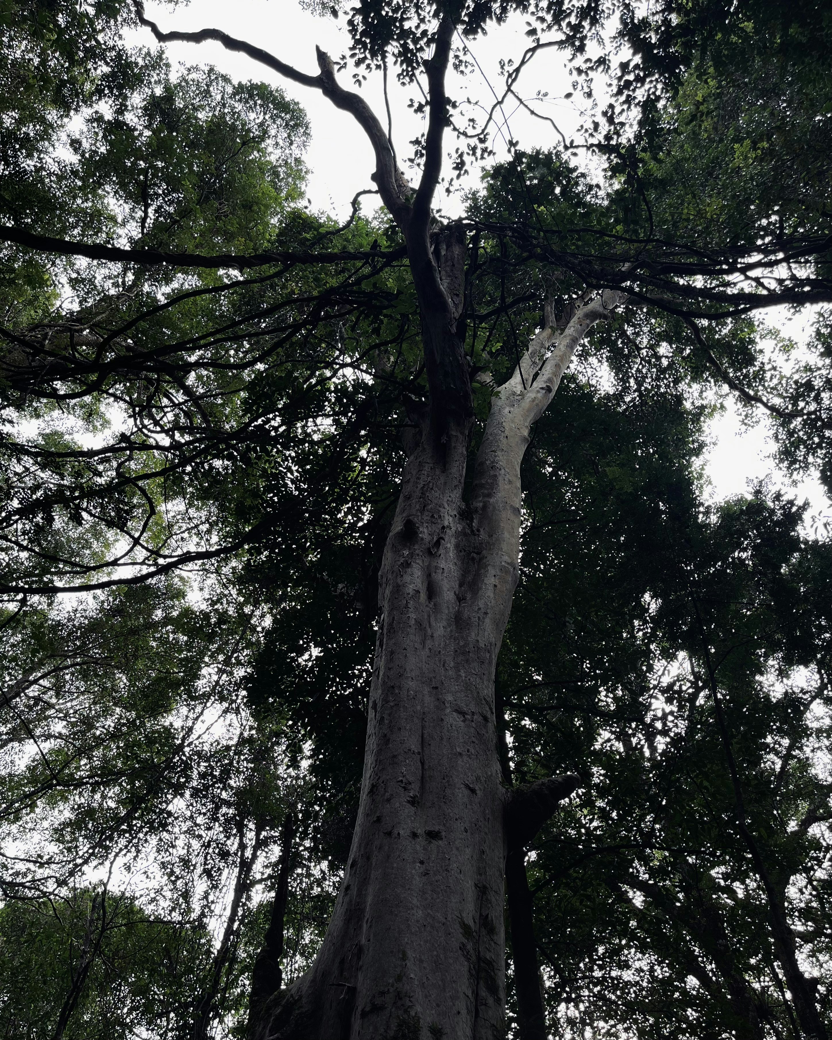 Vertical Sentinel: A towering trunk threads through a lattice of leaves