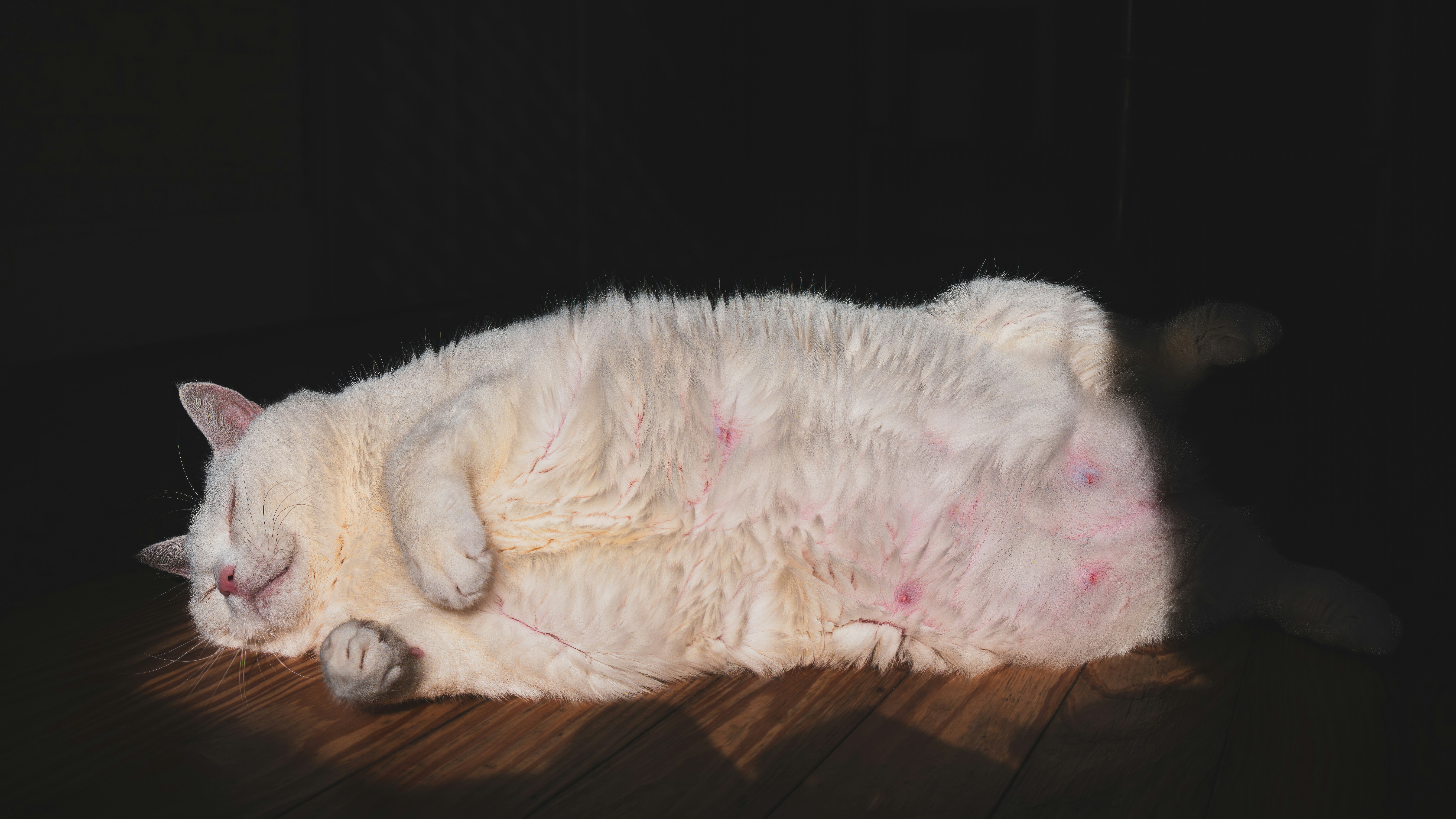 Spotlight Doze: Cream Cat Resting on a Warm Wooden Floor