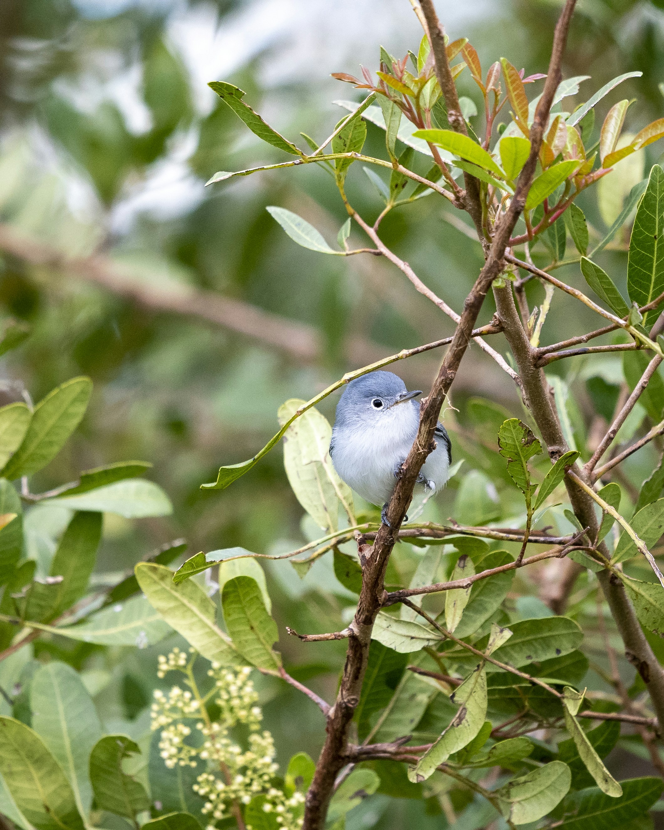 Azure Perch: a small blue-gray bird amid olive tendrils