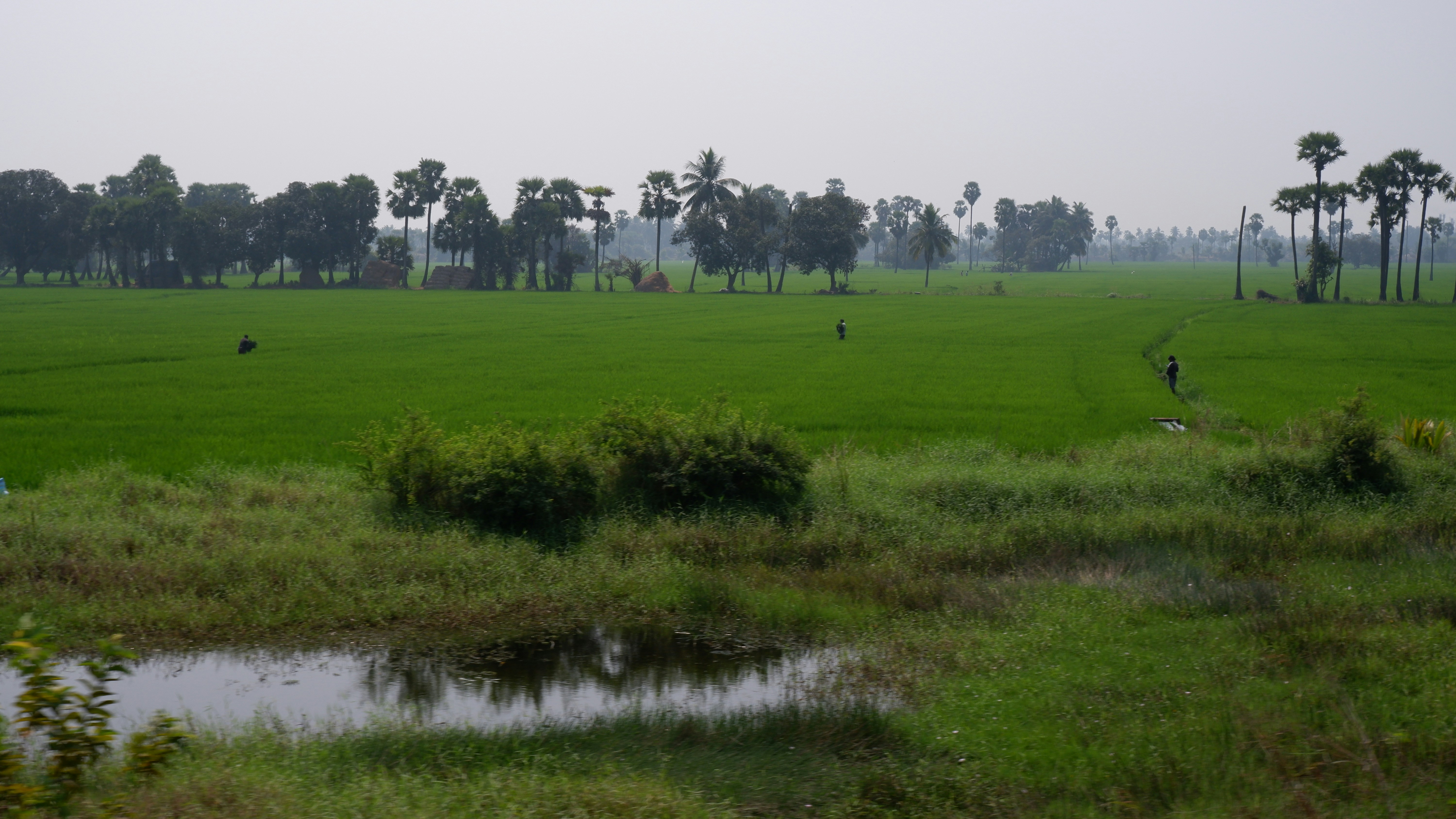 A green field with trees in the background photo – Free Samalkot Image ...