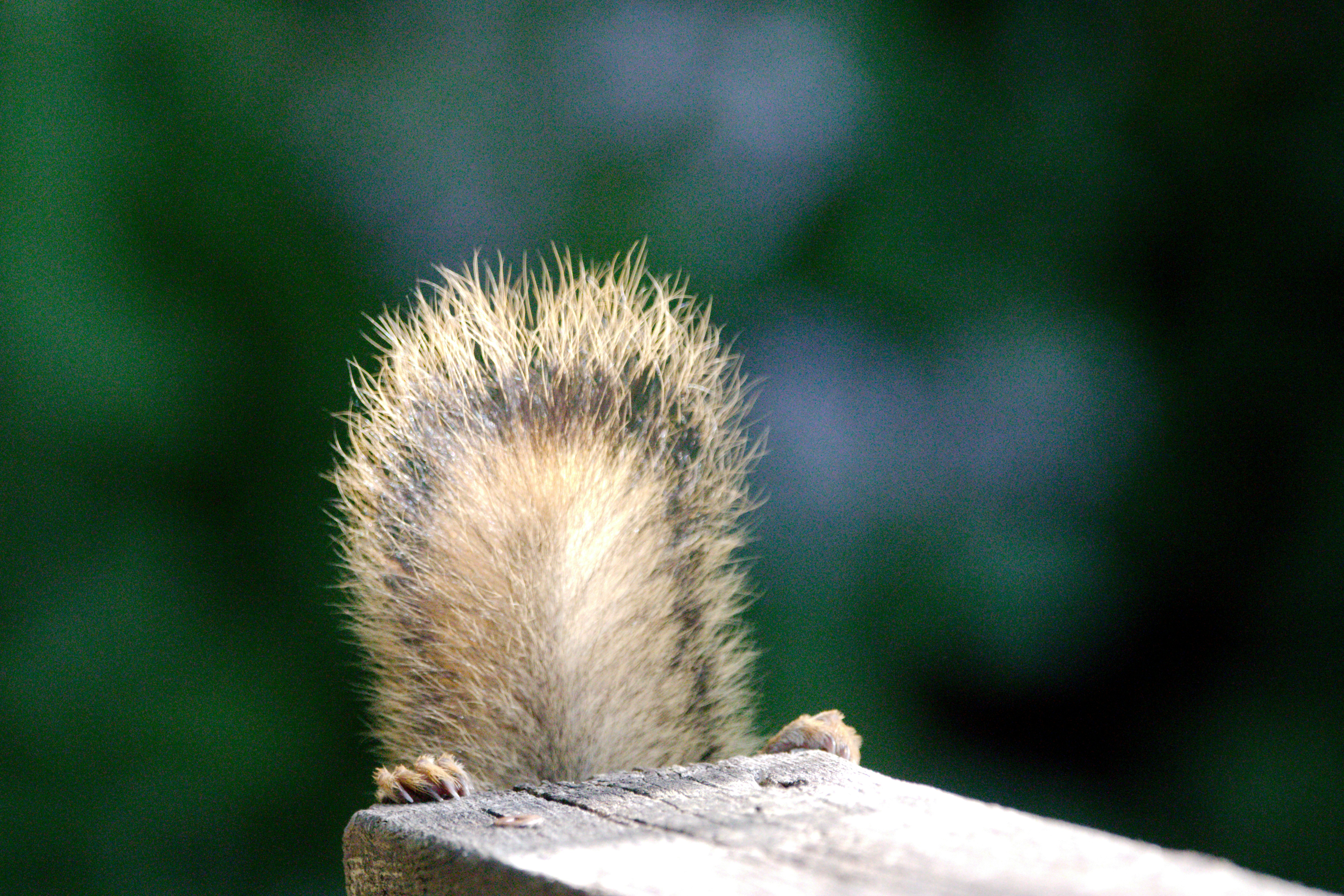 Curled Tail Gate: A Squirrel’s Pause at the Edge of a Beam
