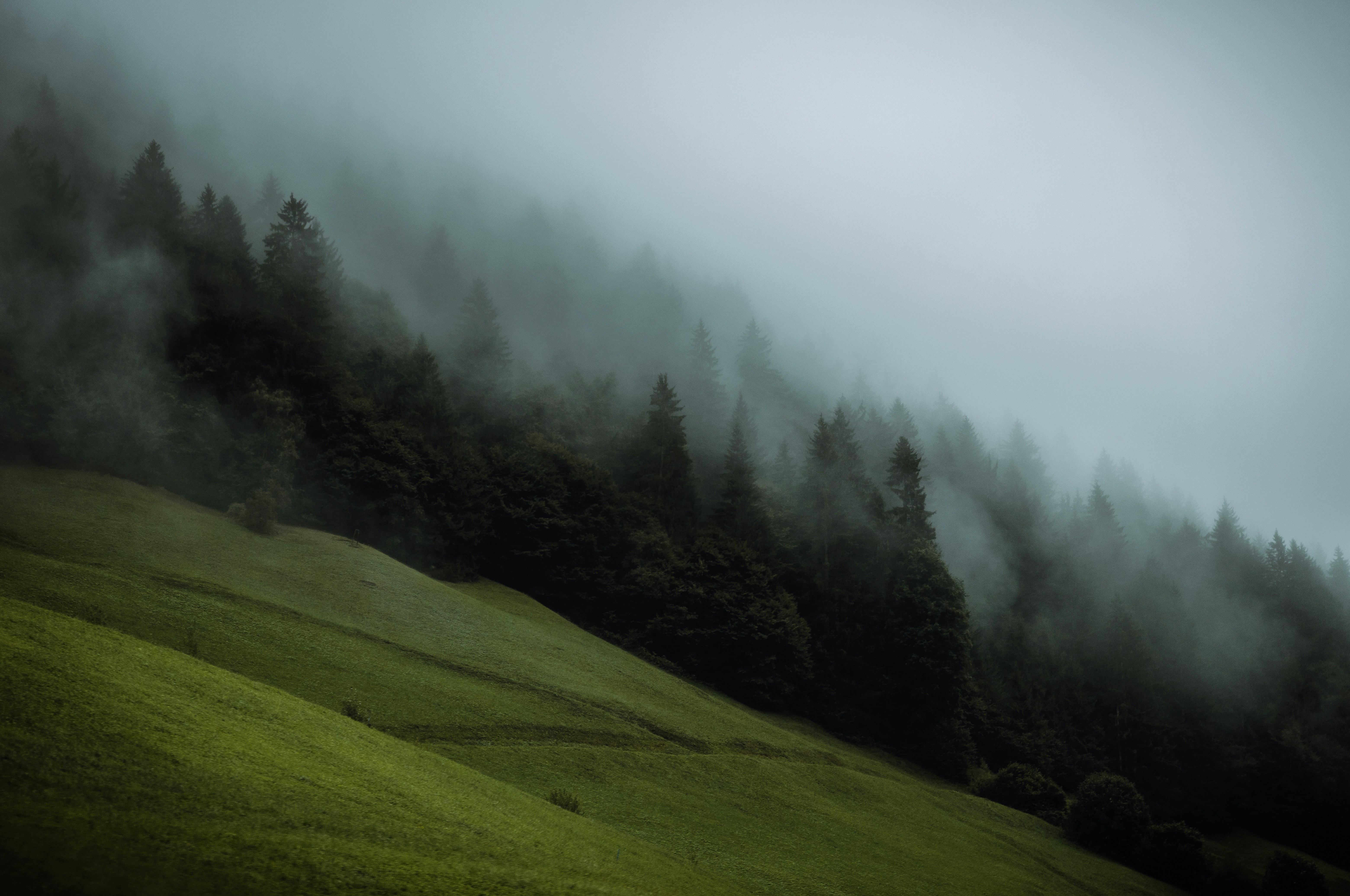 Fog drapes over a dense forest bordering a vibrant green meadow under a moody sky.