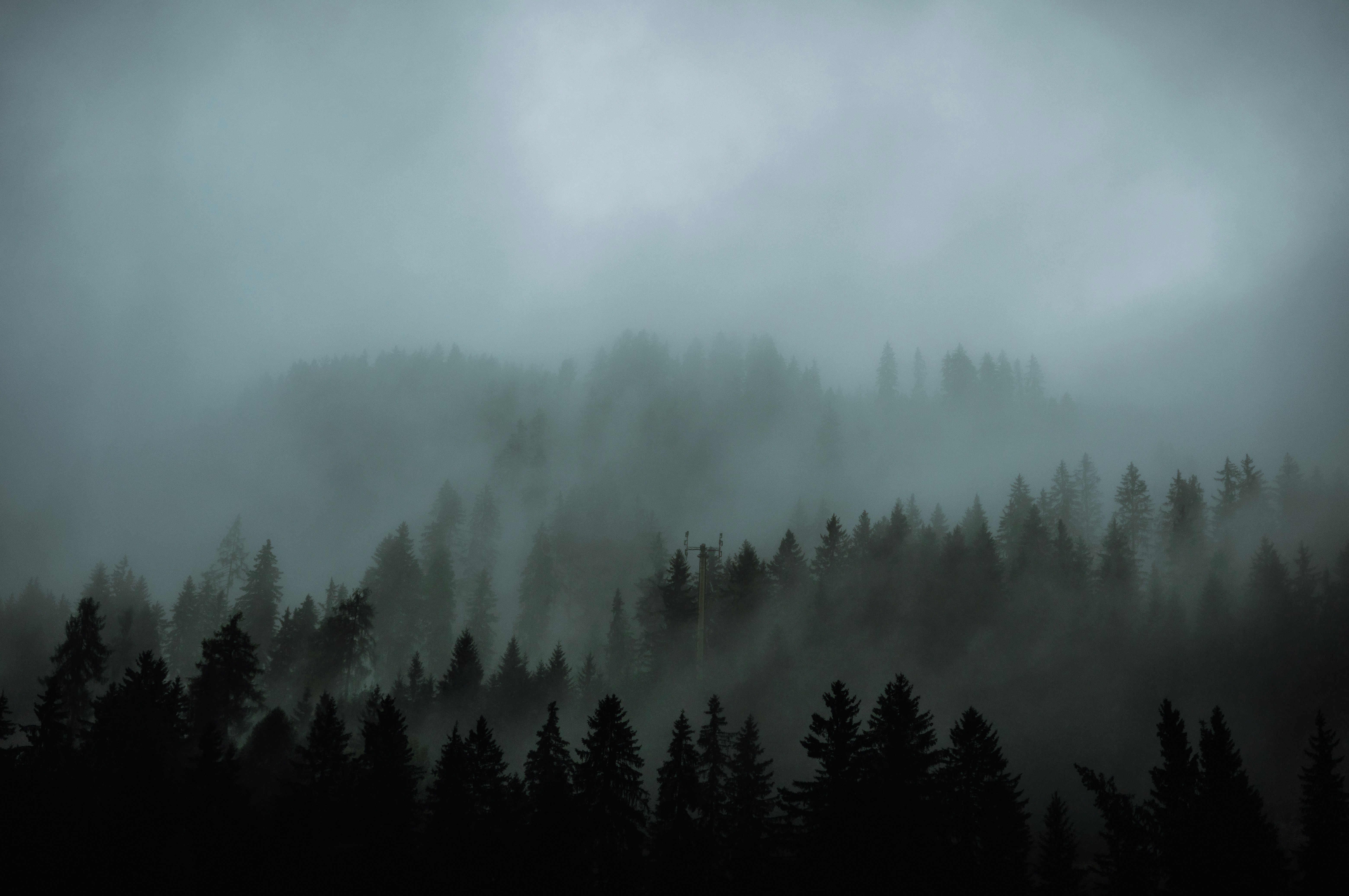 Misty pine forest shrouded in fog, creating a mysterious and serene atmosphere.