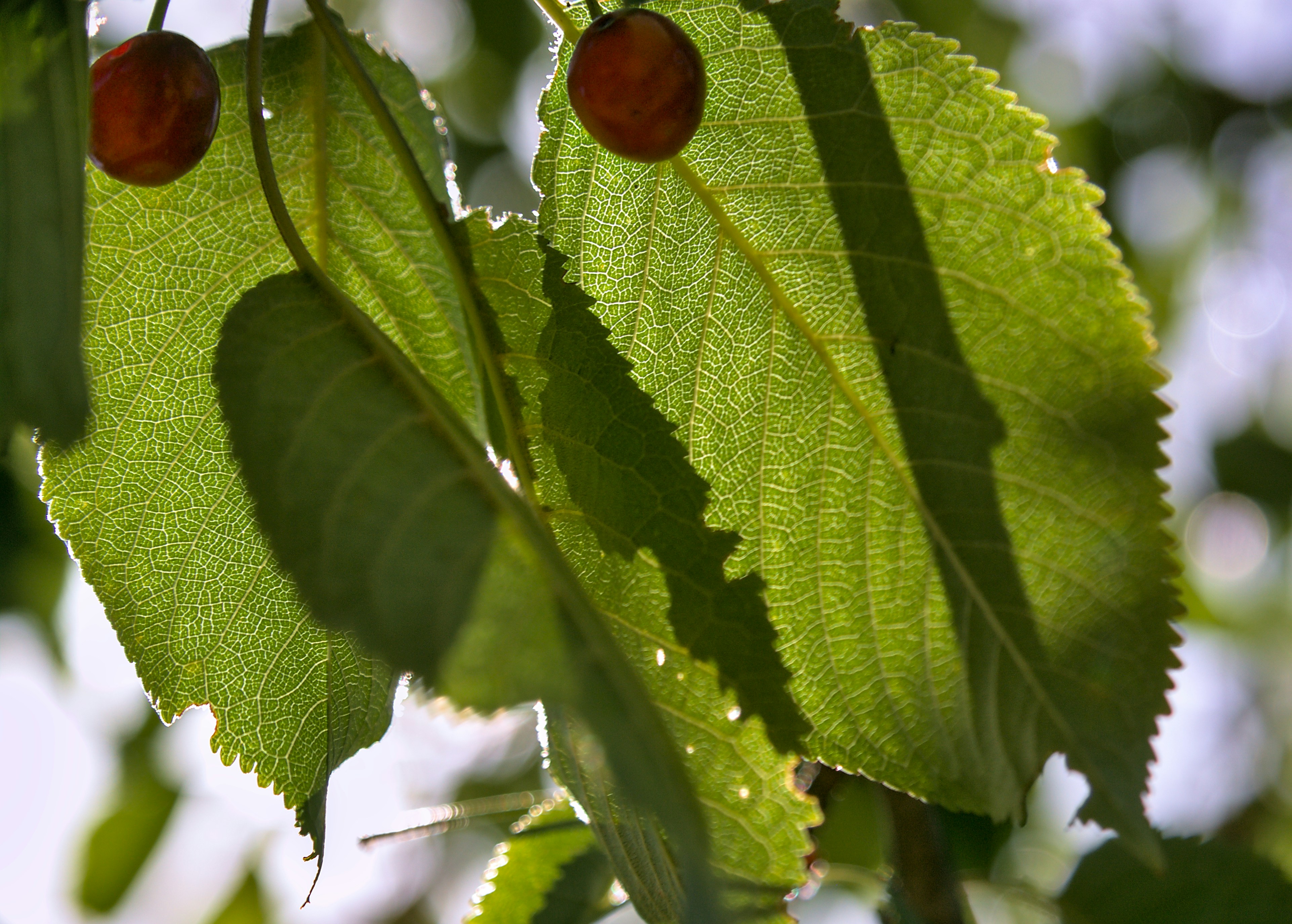 Un gros plan d’une feuille verte avec des fruits rouges dessus photo ...