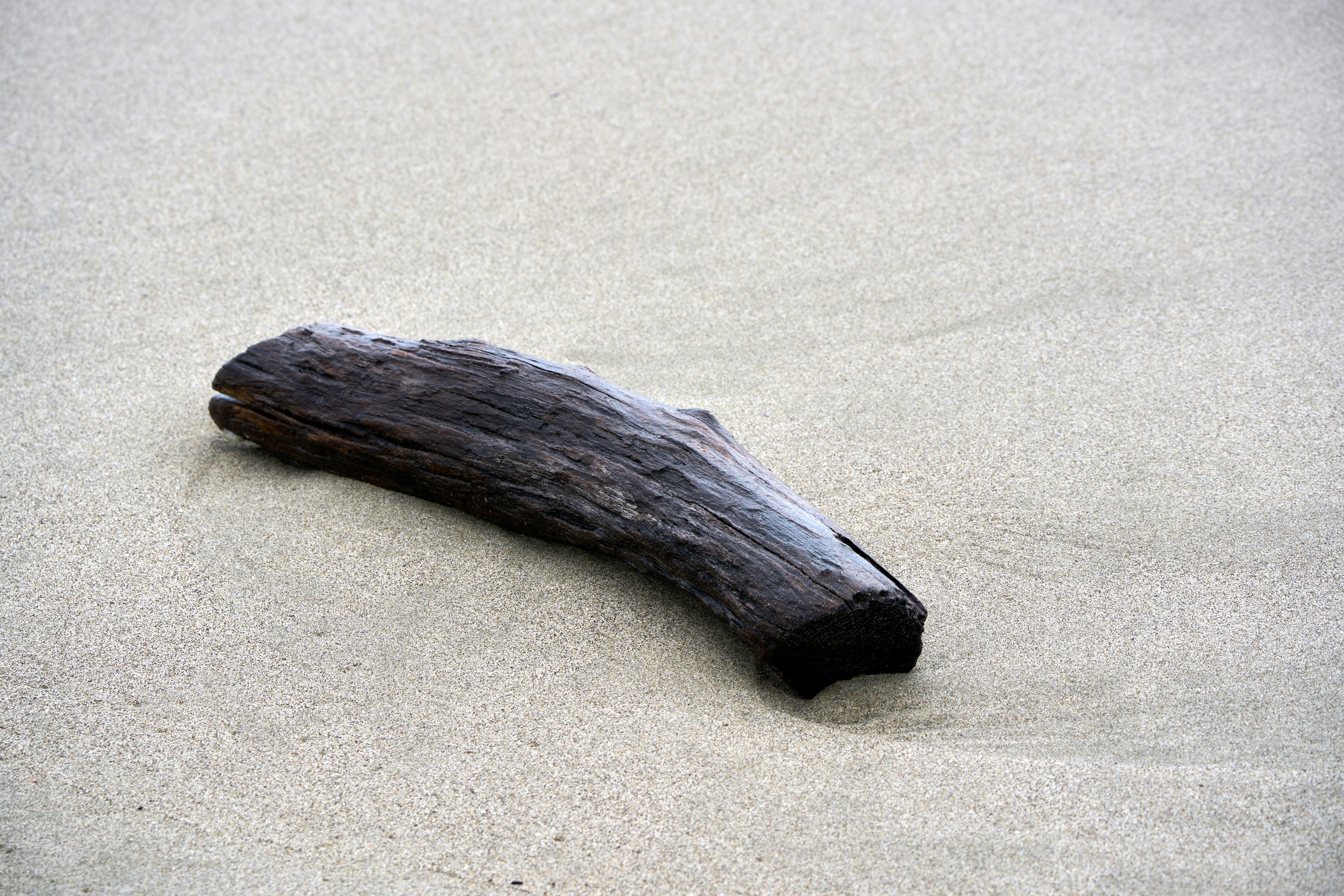 Photo by Wolfgang Hasselmann with Sony Alpha 7 IV