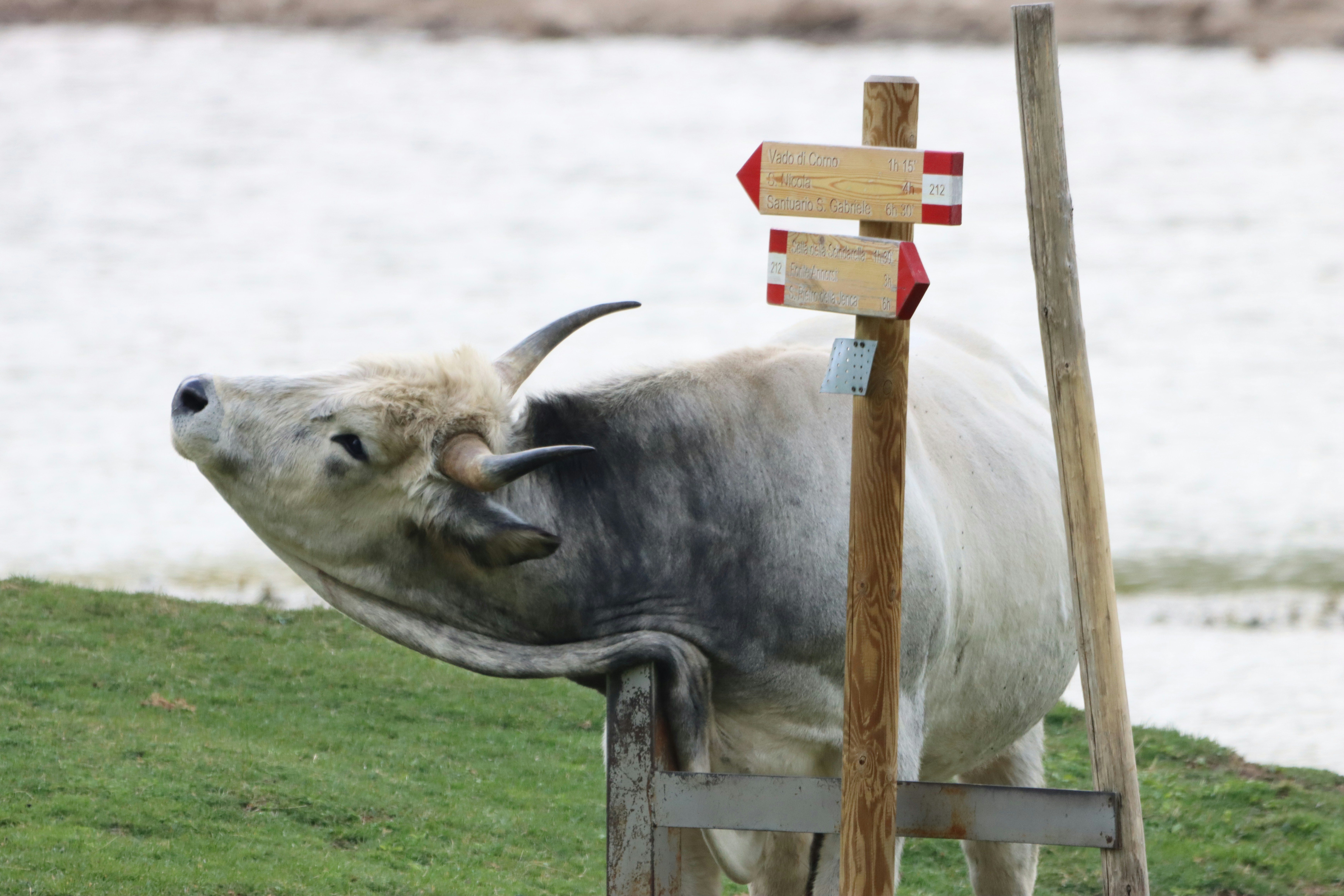 Alert Nubian Bull at a Signpost Barrier