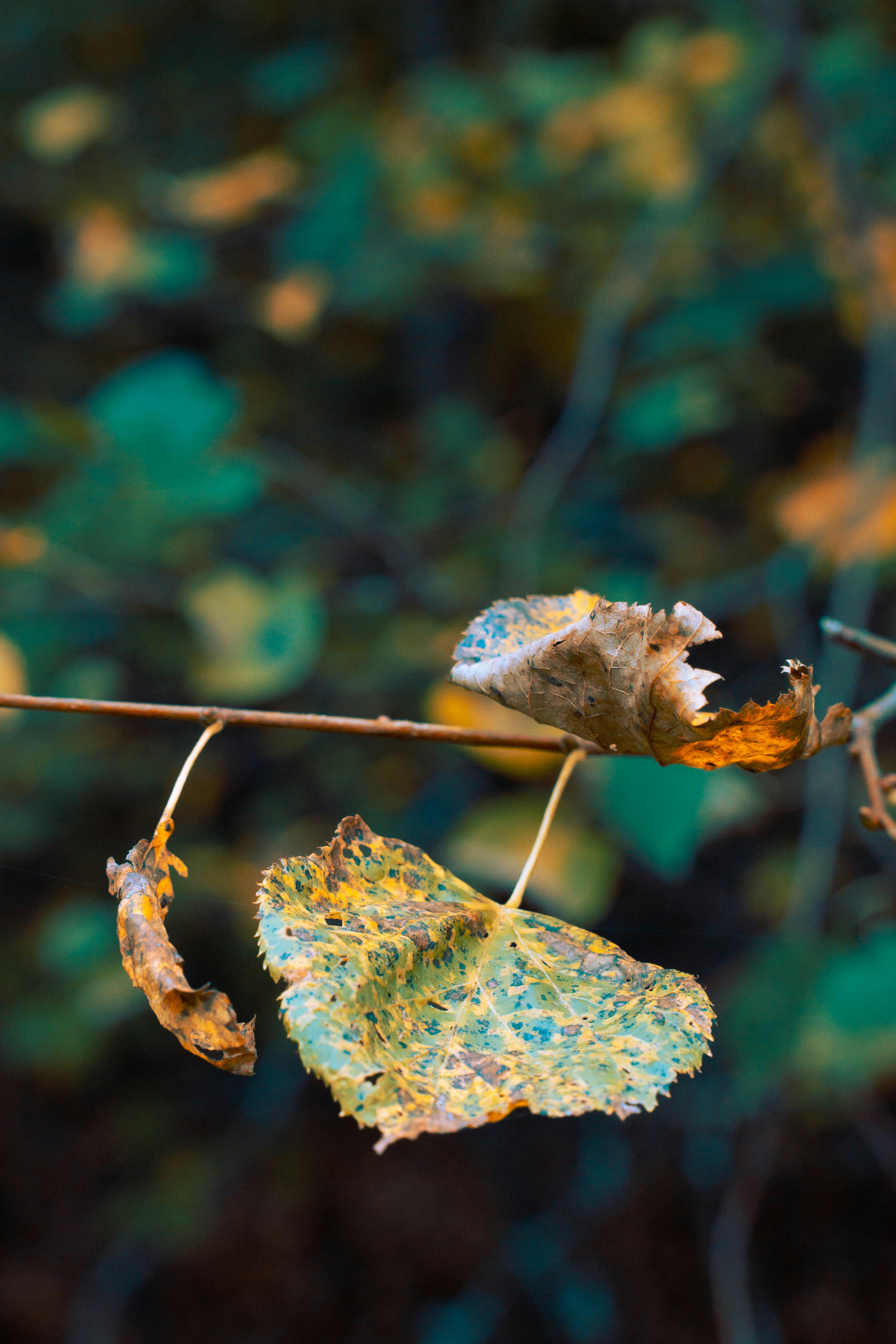 Amber-tinged Leaf Clings to a Slender Twig in Soft Fall Light