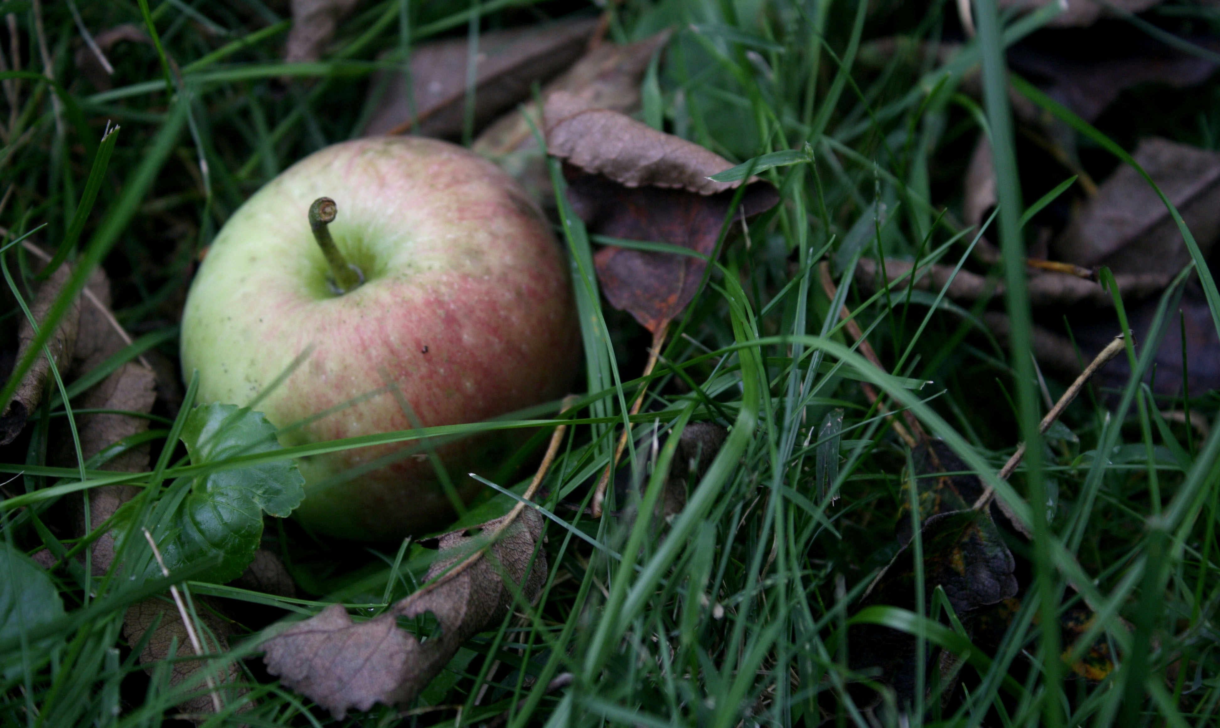 Crimson-Green Apple Resting in a Patch of Autumn Grass