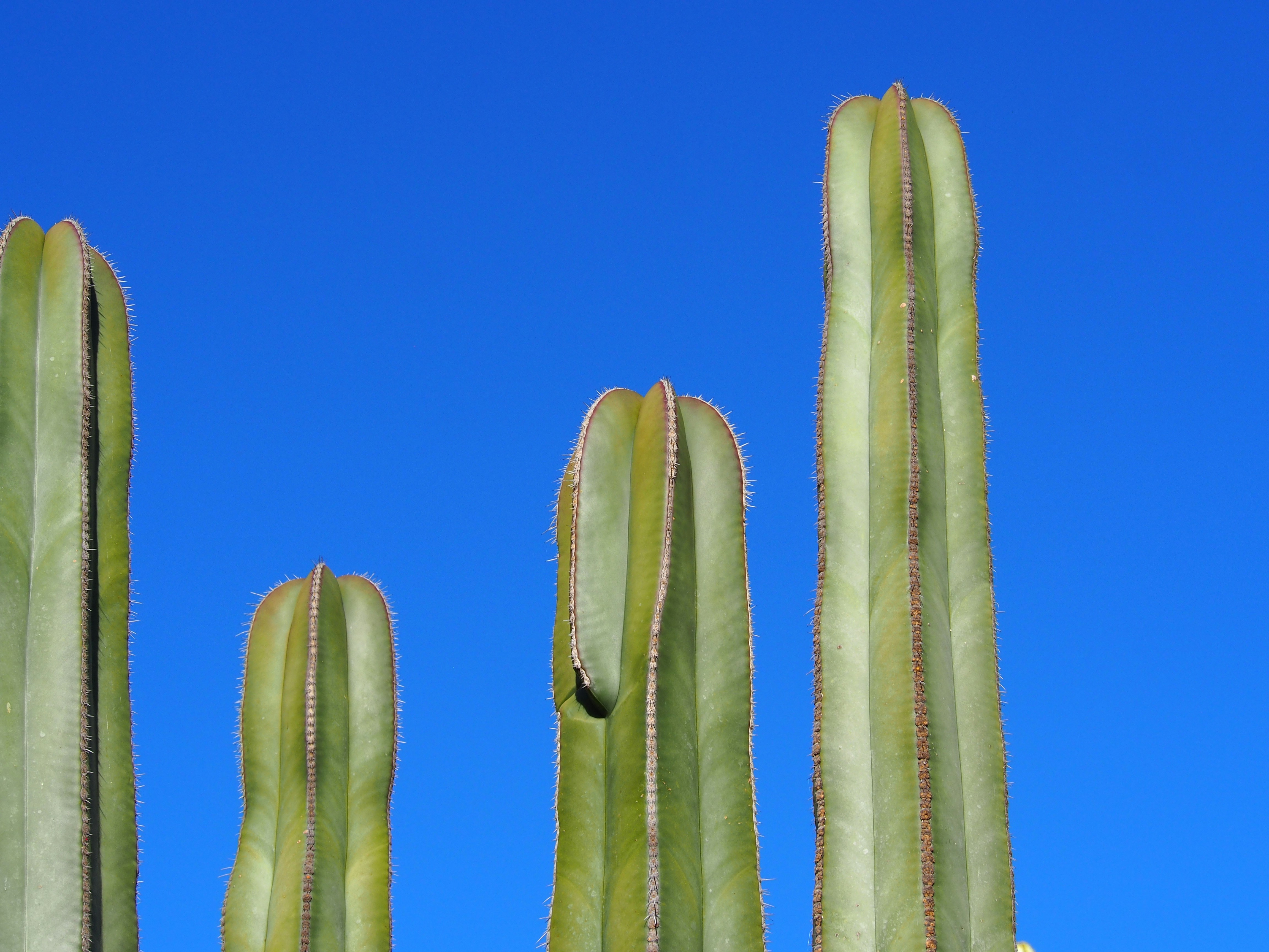 Vertical columnar cacti rise against a deep blue sky in a crisp desert photograph. The scene emphasizes sculptural forms and saturated color.