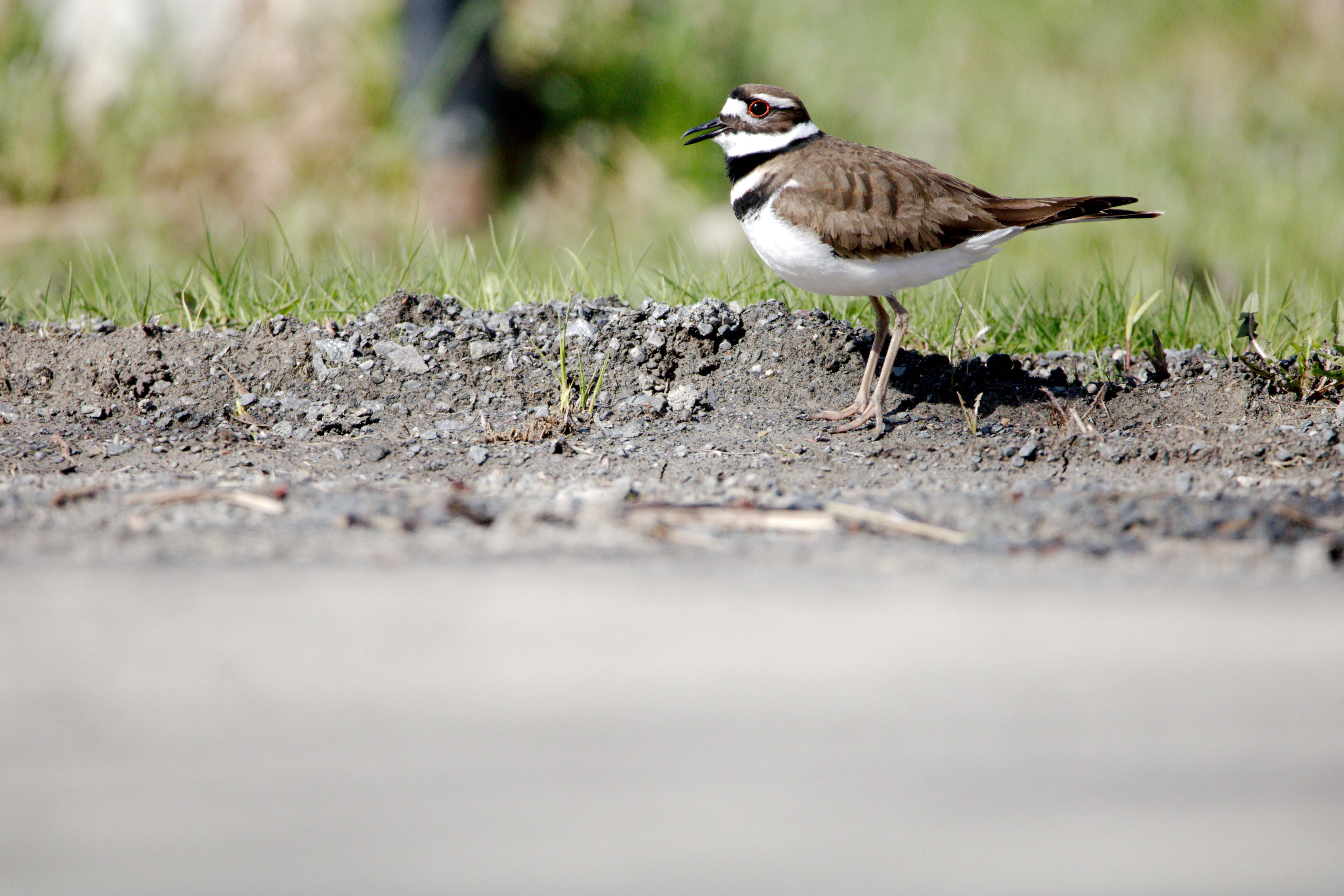 A small bird standing on the side of a road photo – Free Outdoor Image ...