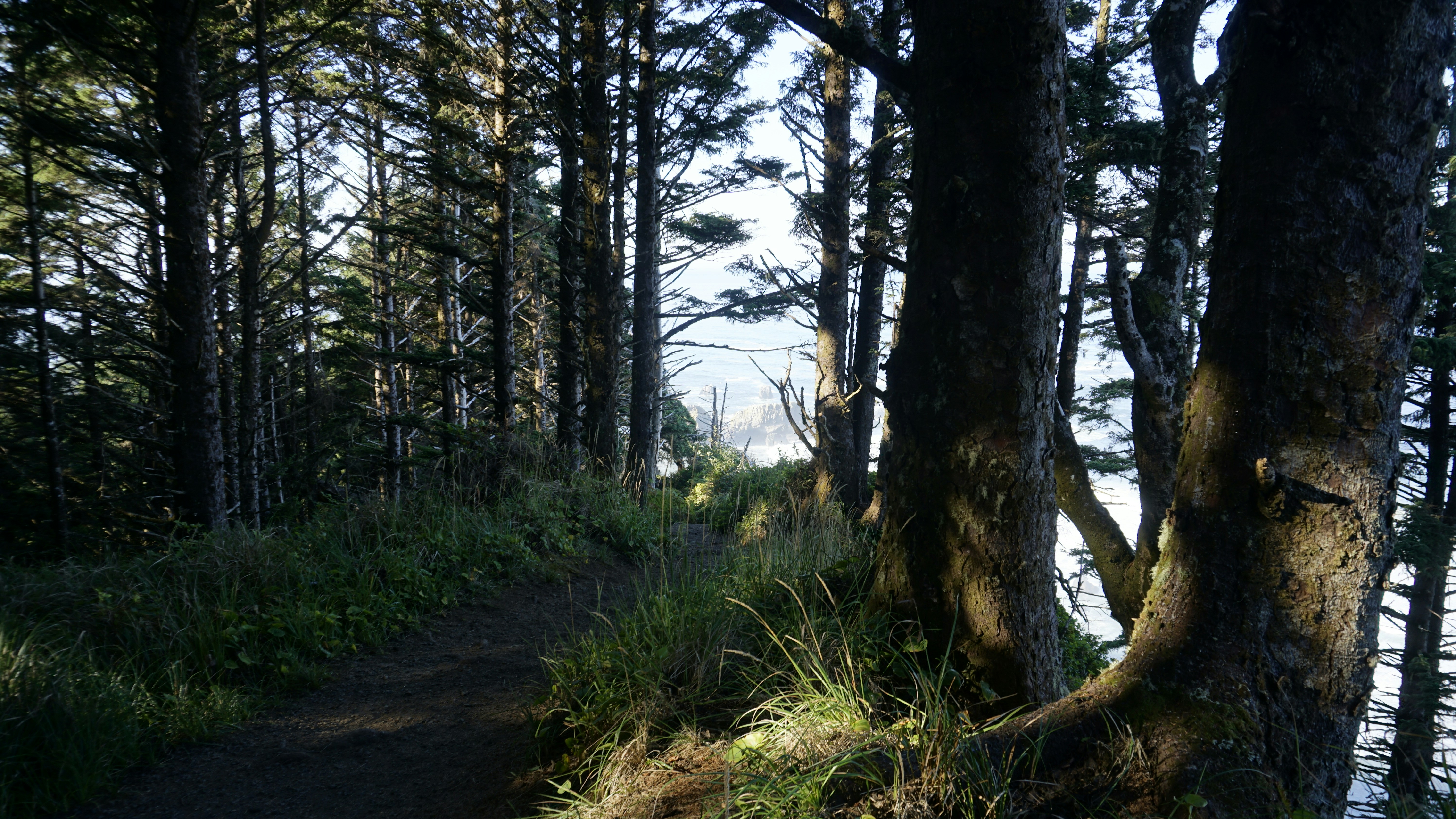 Sunlit Pine Corridor: A Quiet Forest Trail
