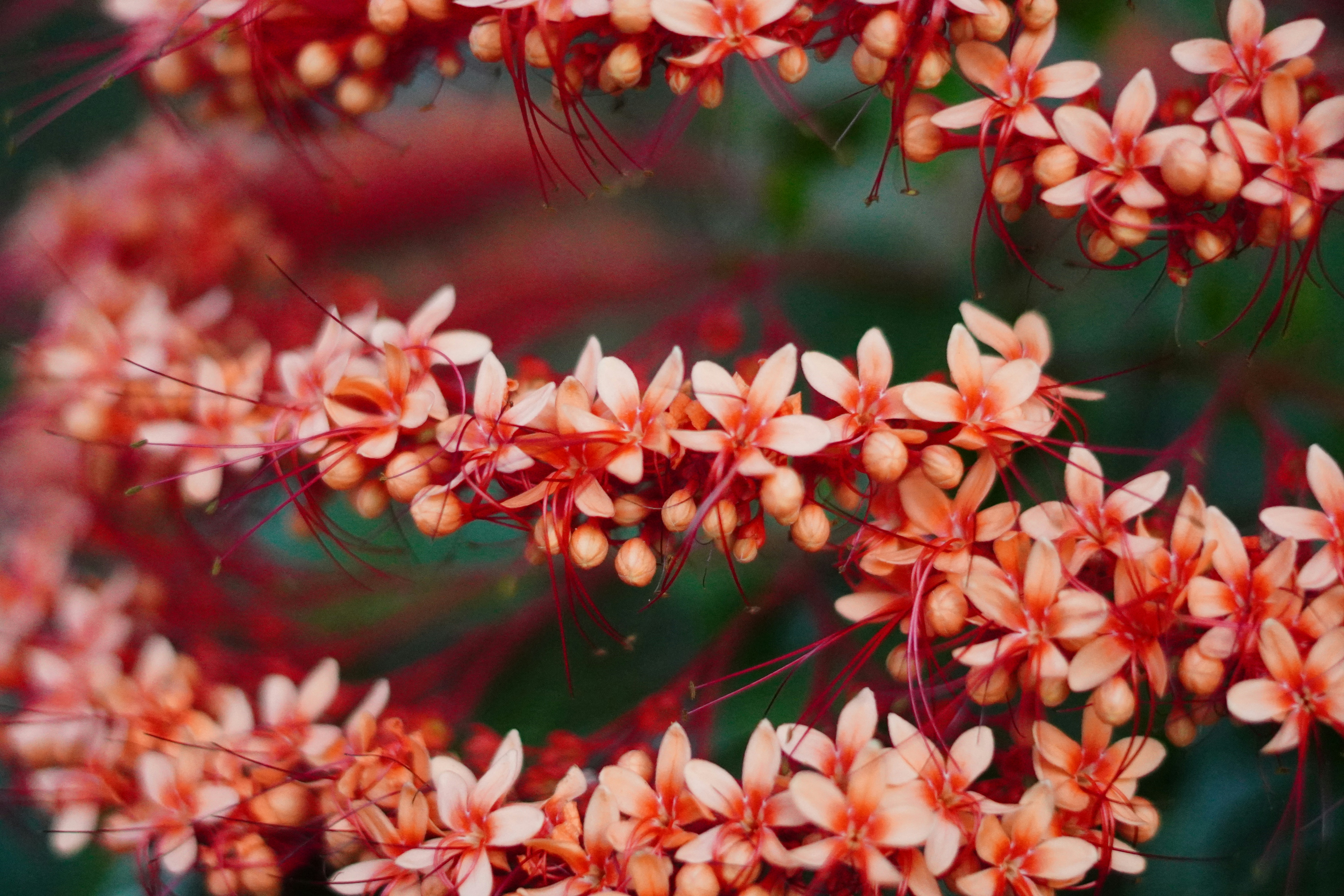 Gros plan d’un bouquet de fleurs rouges photo – Photo Palm Harbor ...