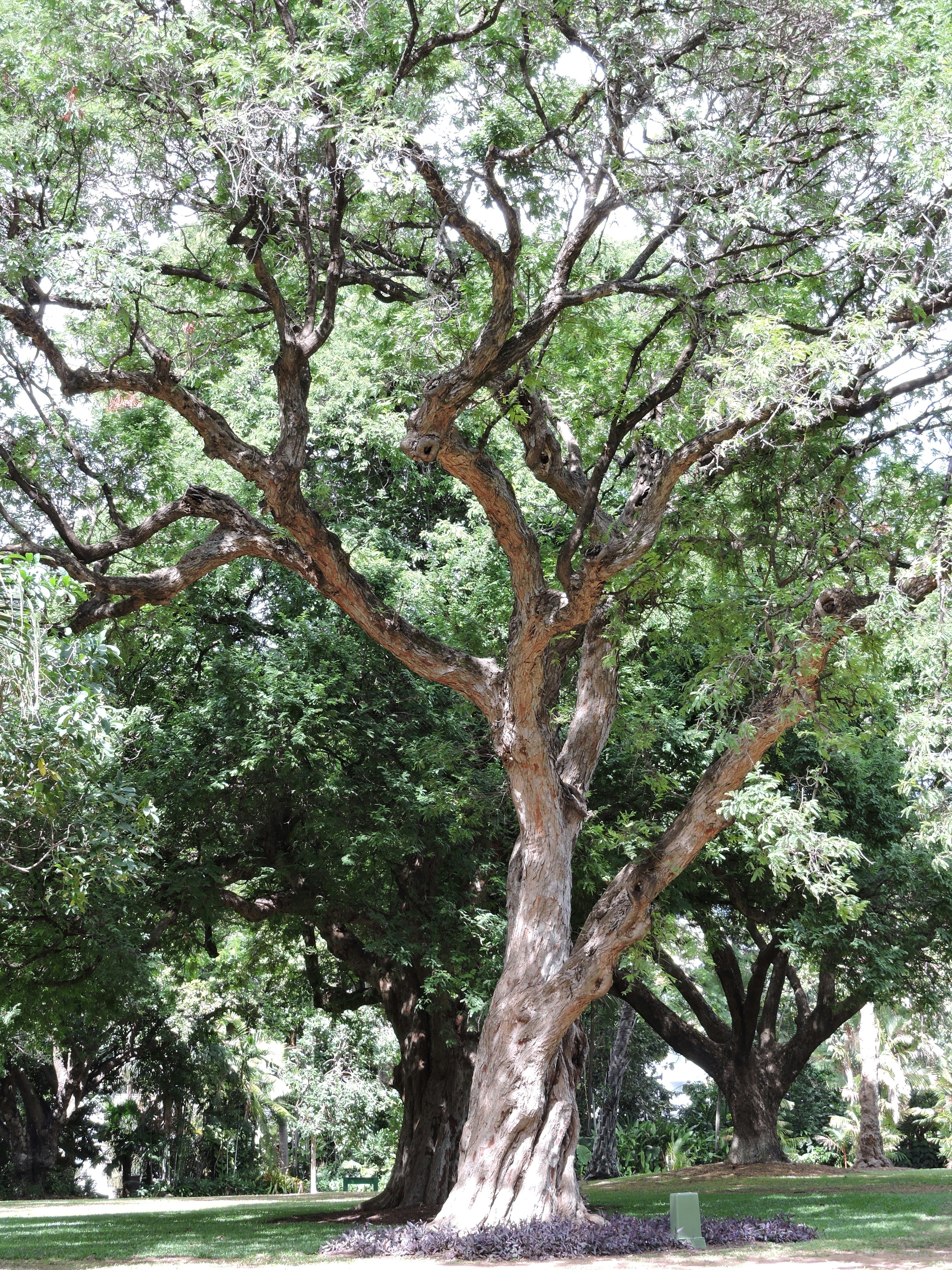Un grand arbre assis au milieu d’un parc photo – Photo La nature ...