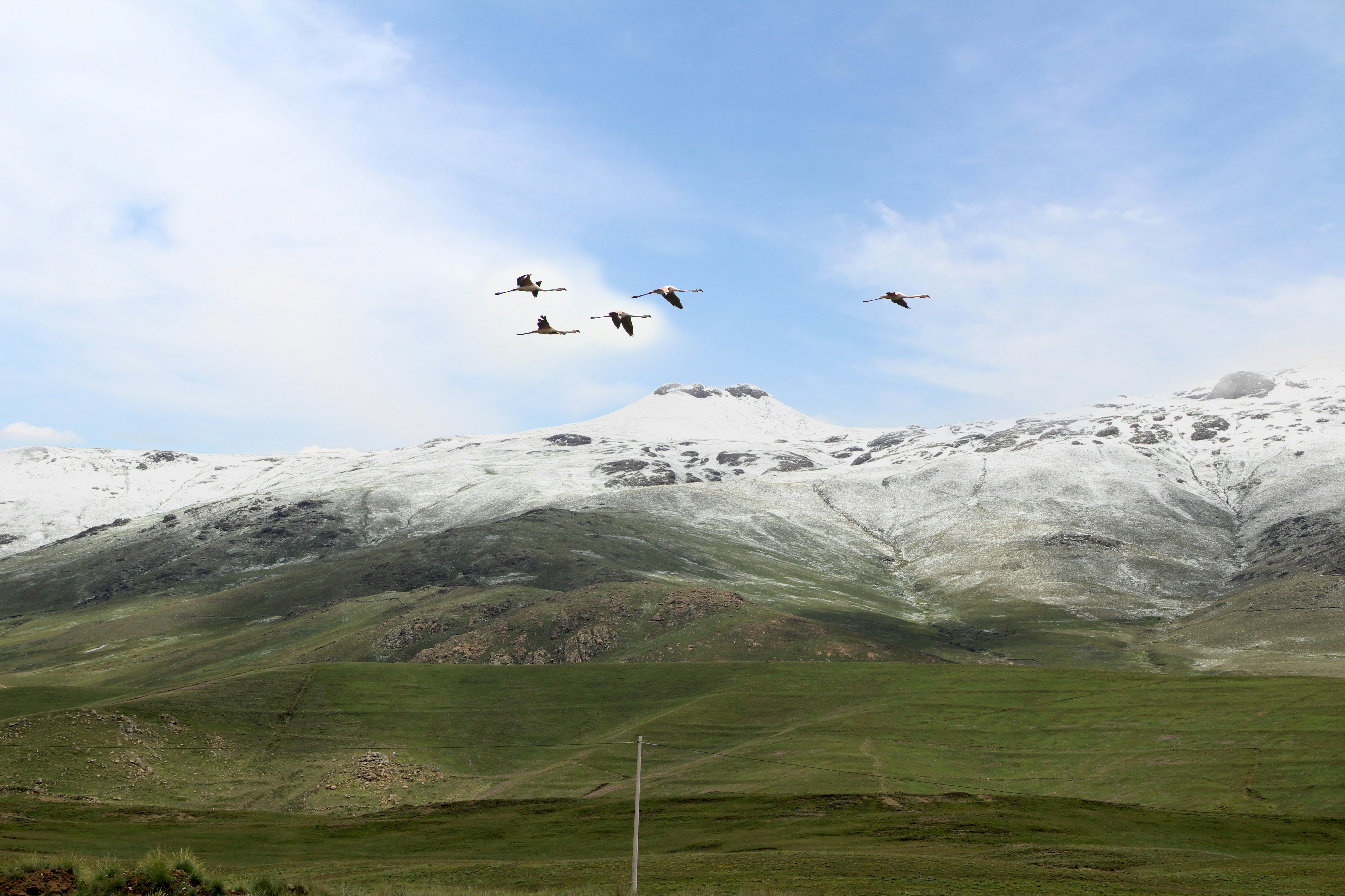 Une volée d’oiseaux survolant une chaîne de montagnes photo – Photo ...