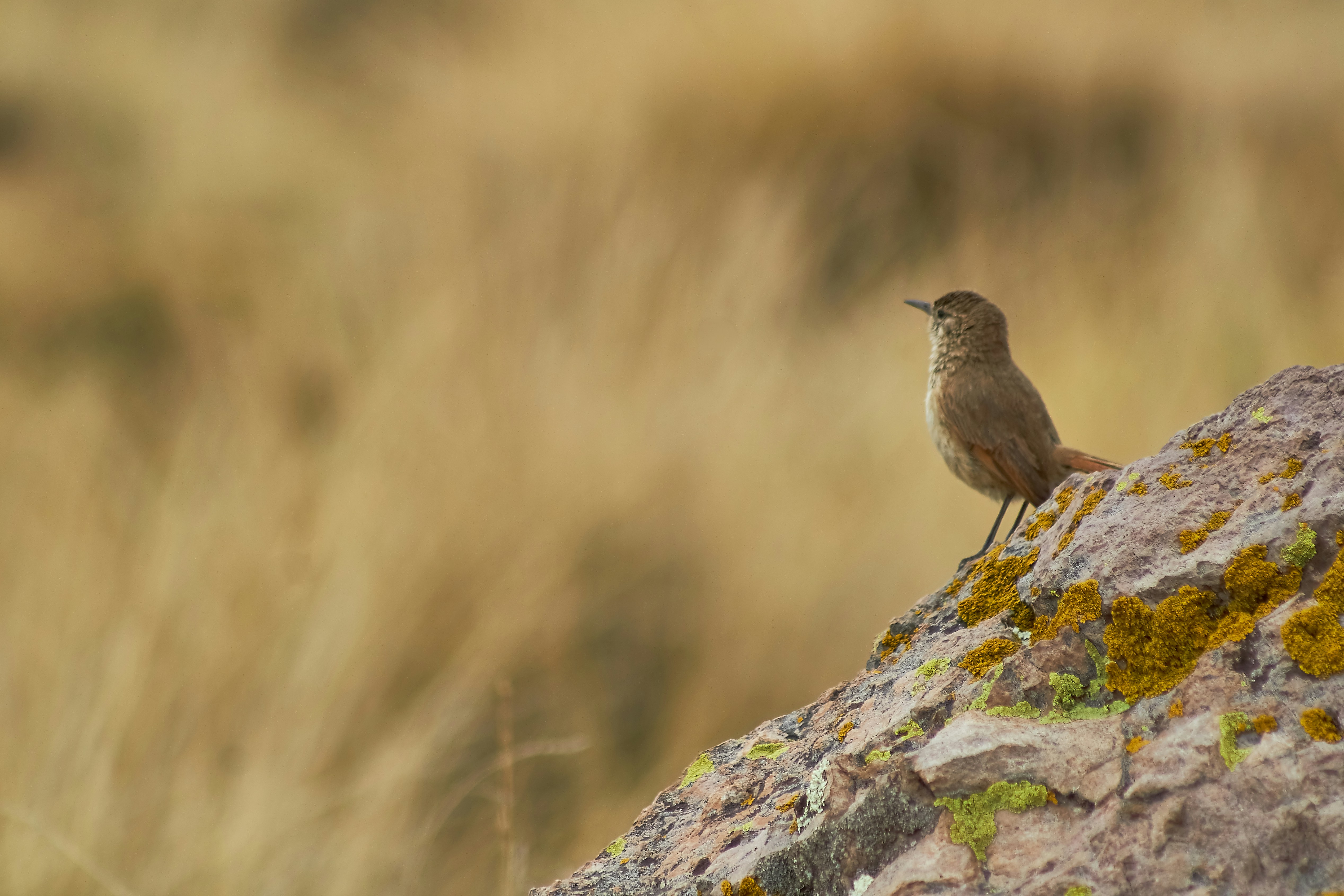 Mossy Perch: A Small Brown Bird on a Lichen-Covered Rock