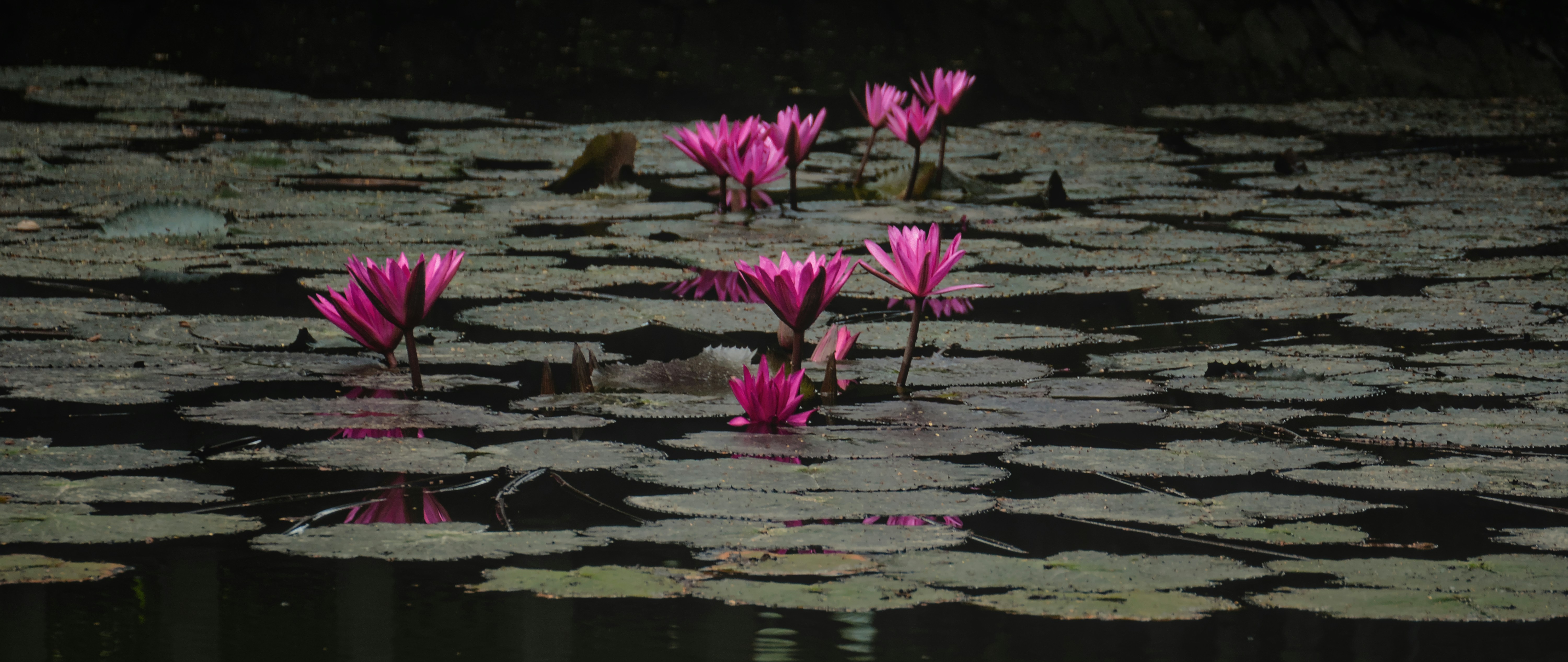 Dusk-Pink Water Lilies Crown the Shadowed Pond