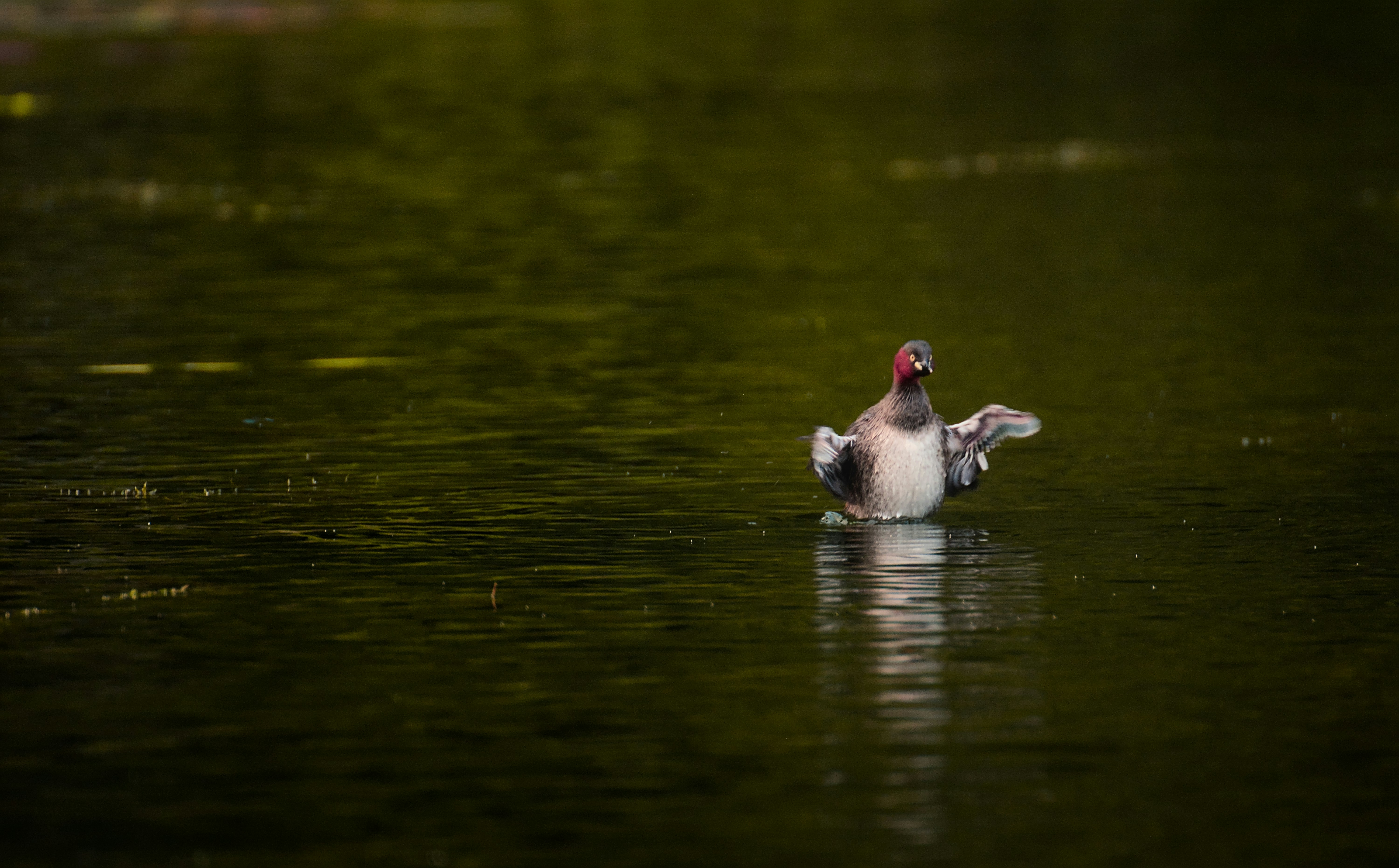 Wingbeat at Dappled Pond: A Waterfowl Pause on Moving Water