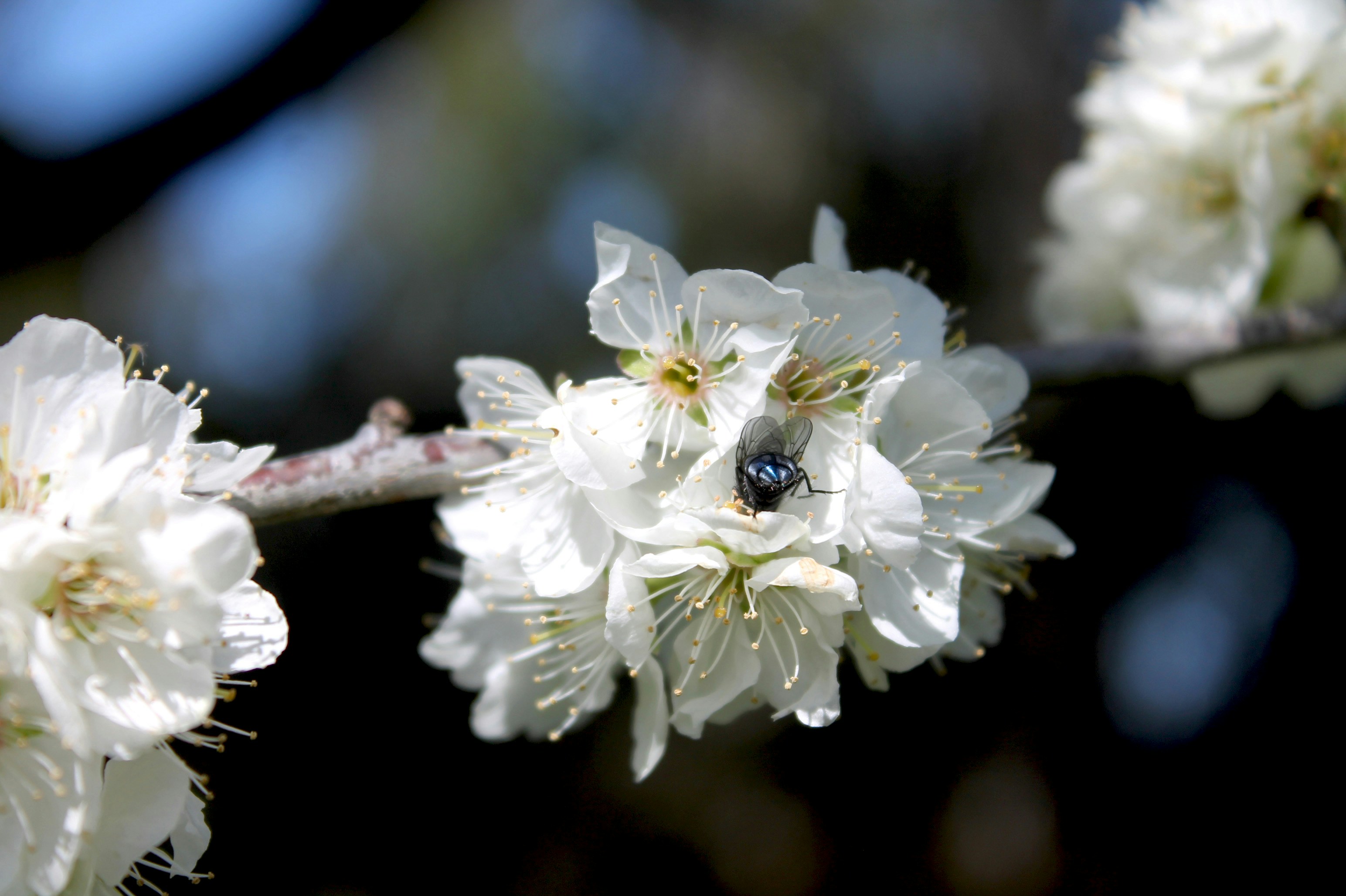 Bee Among Snow-White Blossoms: A Quiet Moment of Spring in Focus