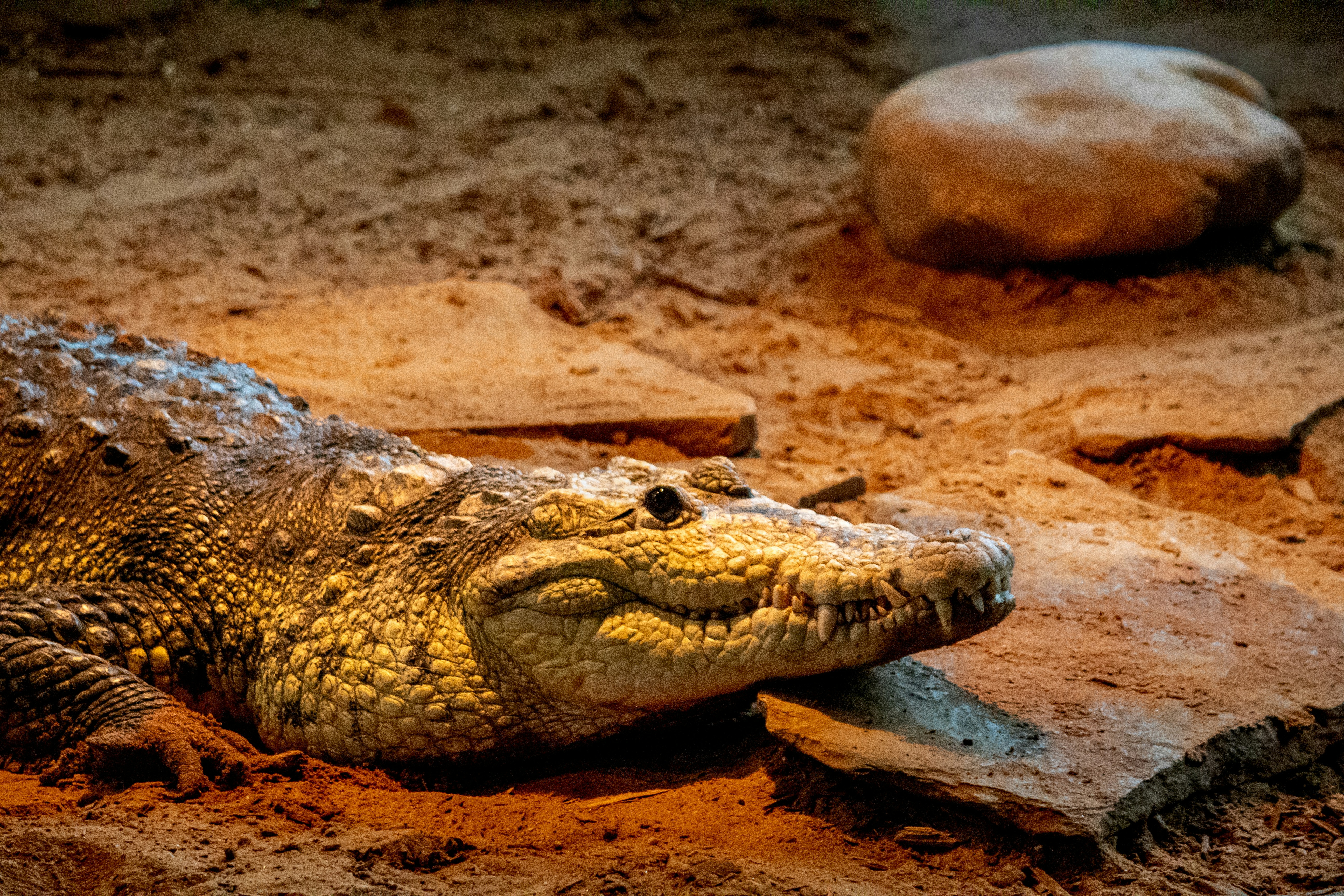 Desert Repose: Crocodile’s Gaze Across Warm Sand