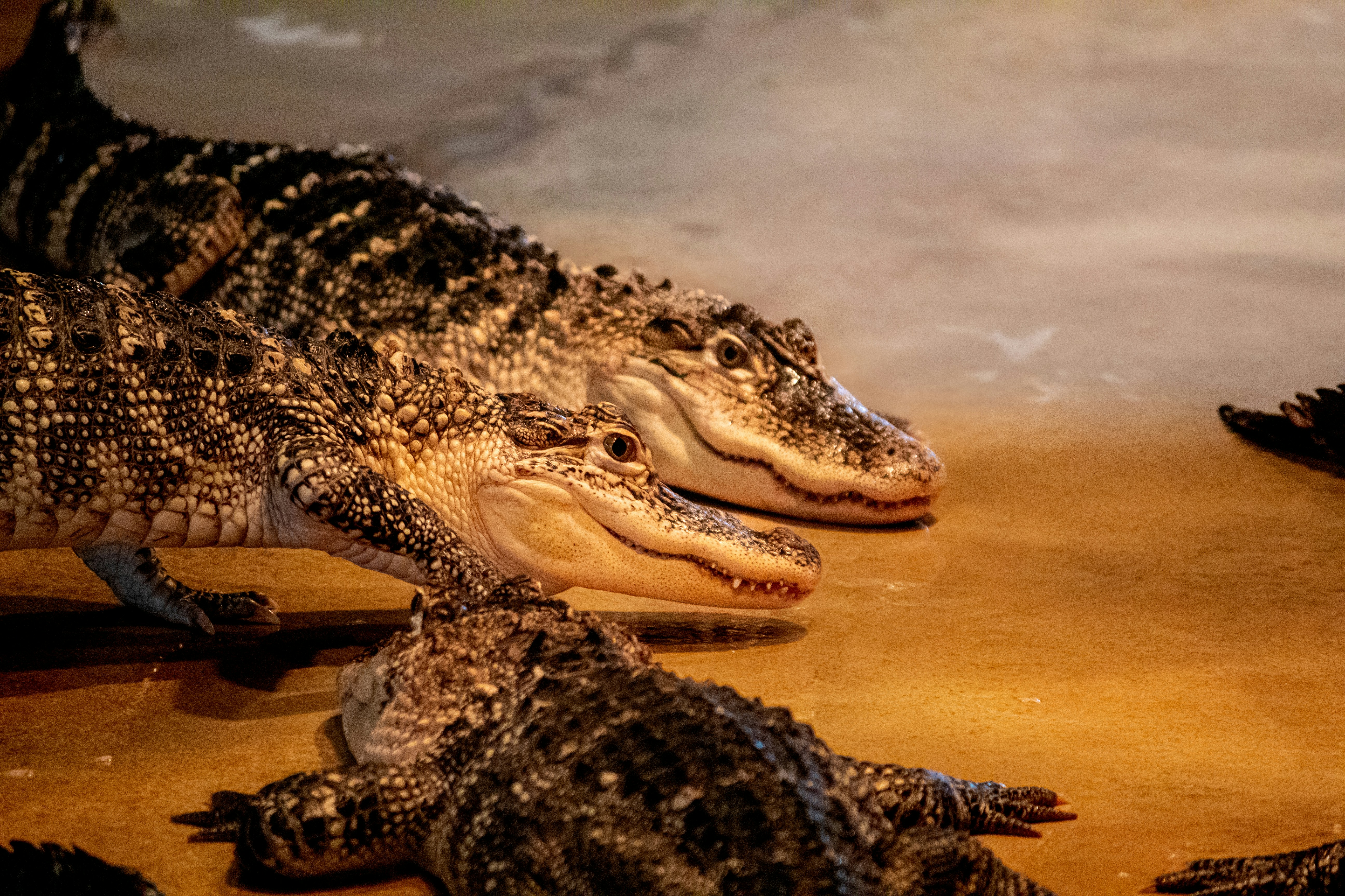 A couple of alligators are laying on the ground photo – Free Reptile ...