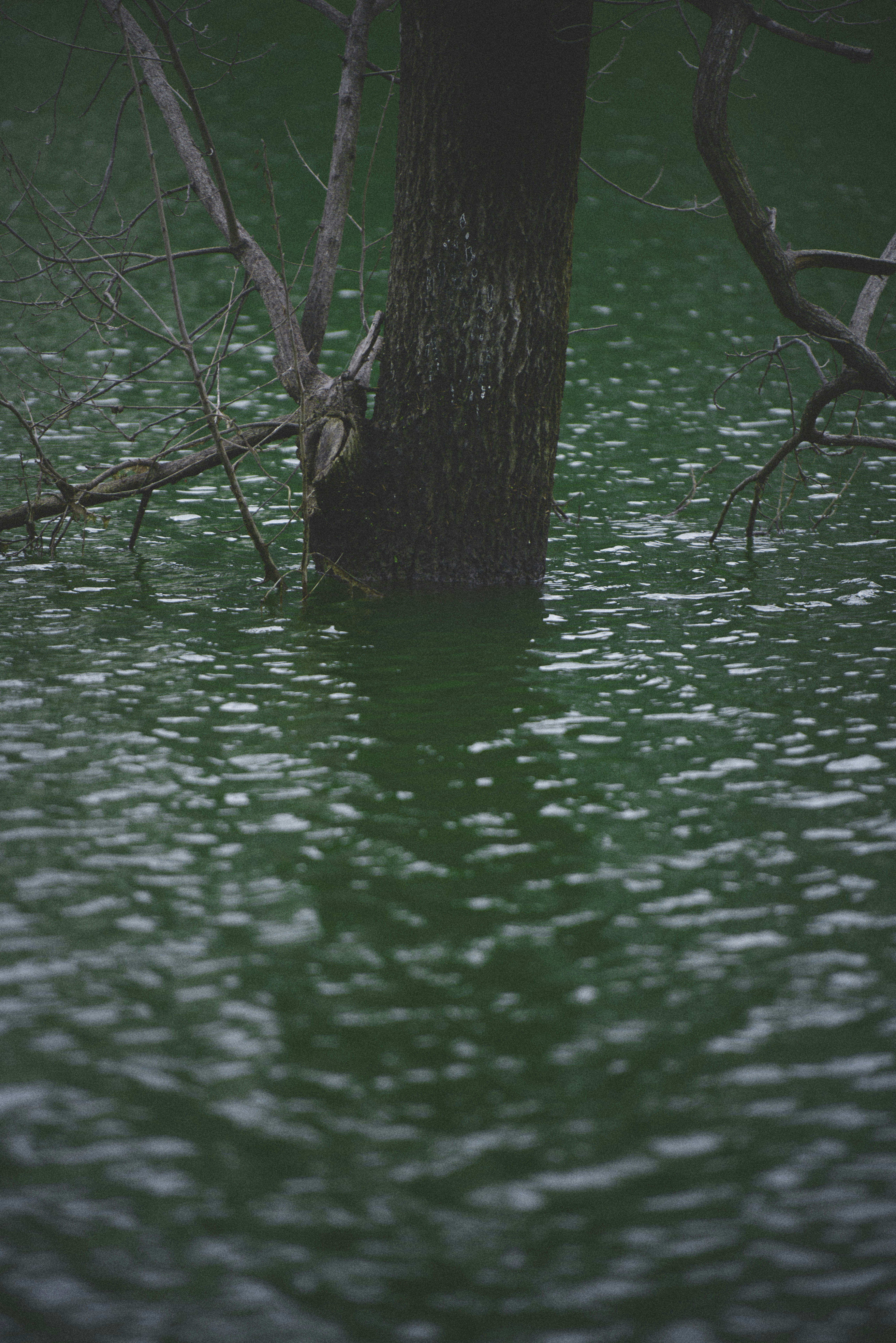 Emerald Sentinel: a lone tree rising from quiet swamp waters.