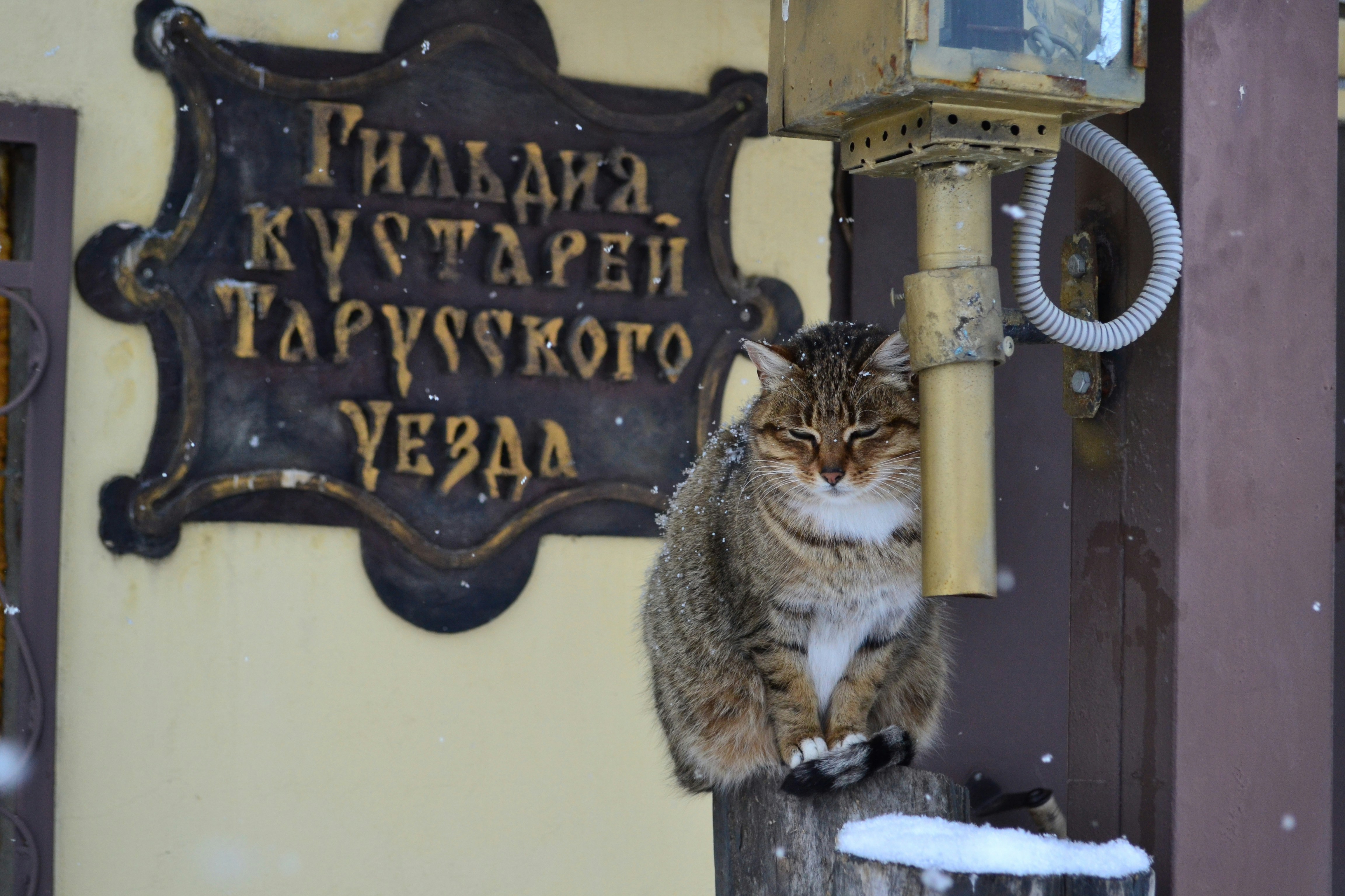 Winter Watcher by the Post: A Snowbound Cat Beneath a Weathered Sign