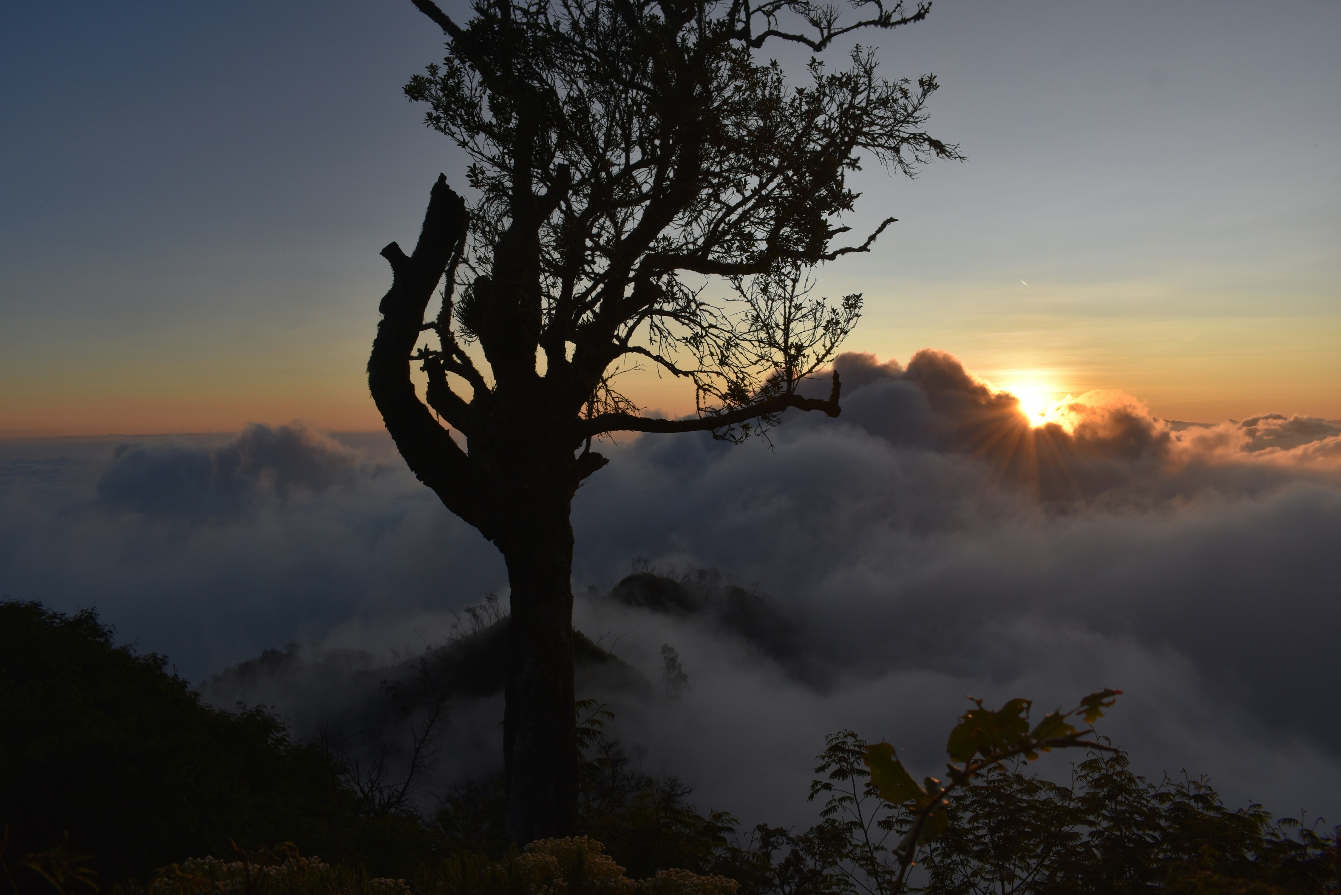 Tree silhouette against a sunrise, surrounded by clouds on a mountain.