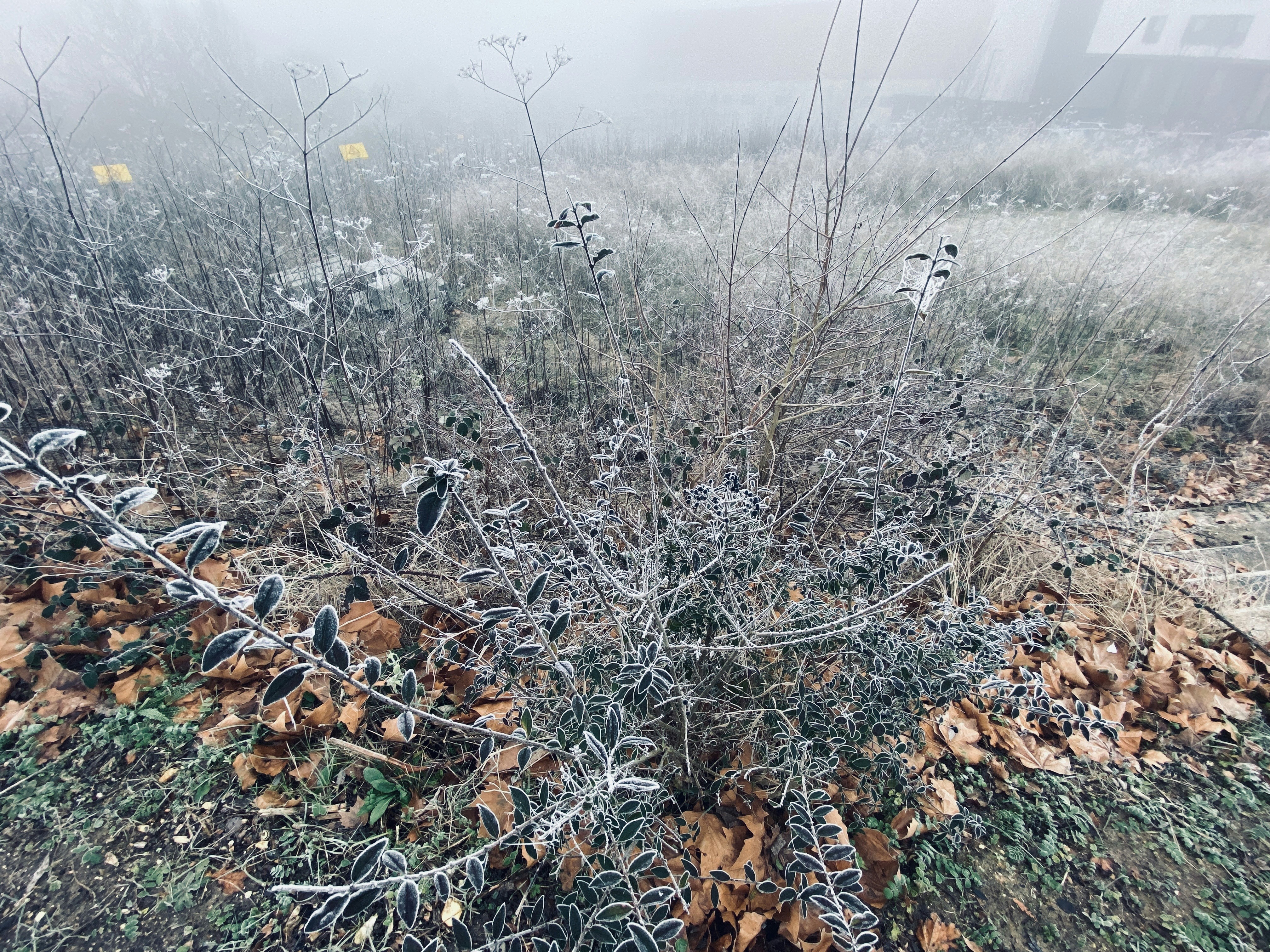 Frost-etched shrub in a fog-bound morning