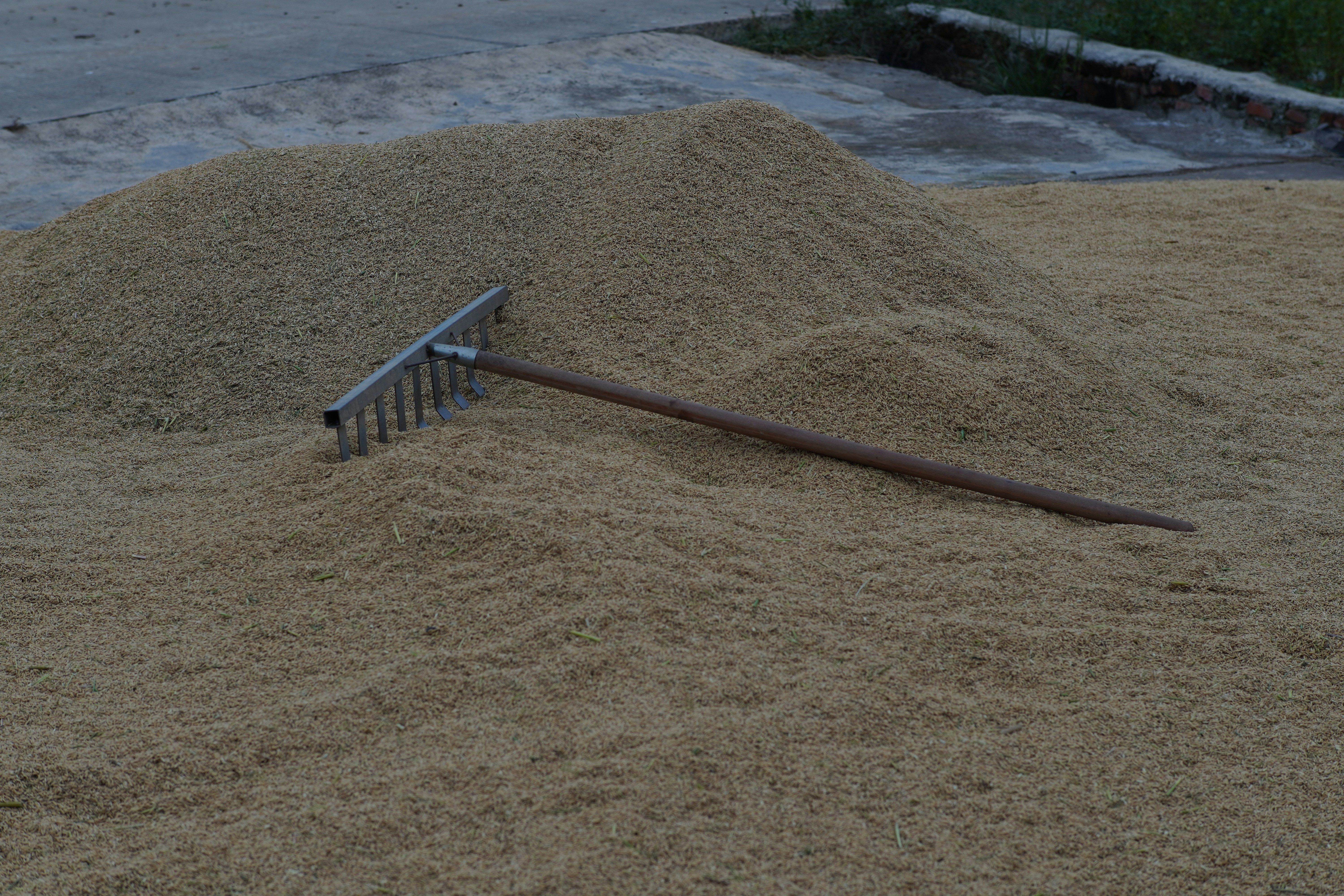 Rake Pictures | Download Free Images on Unsplash