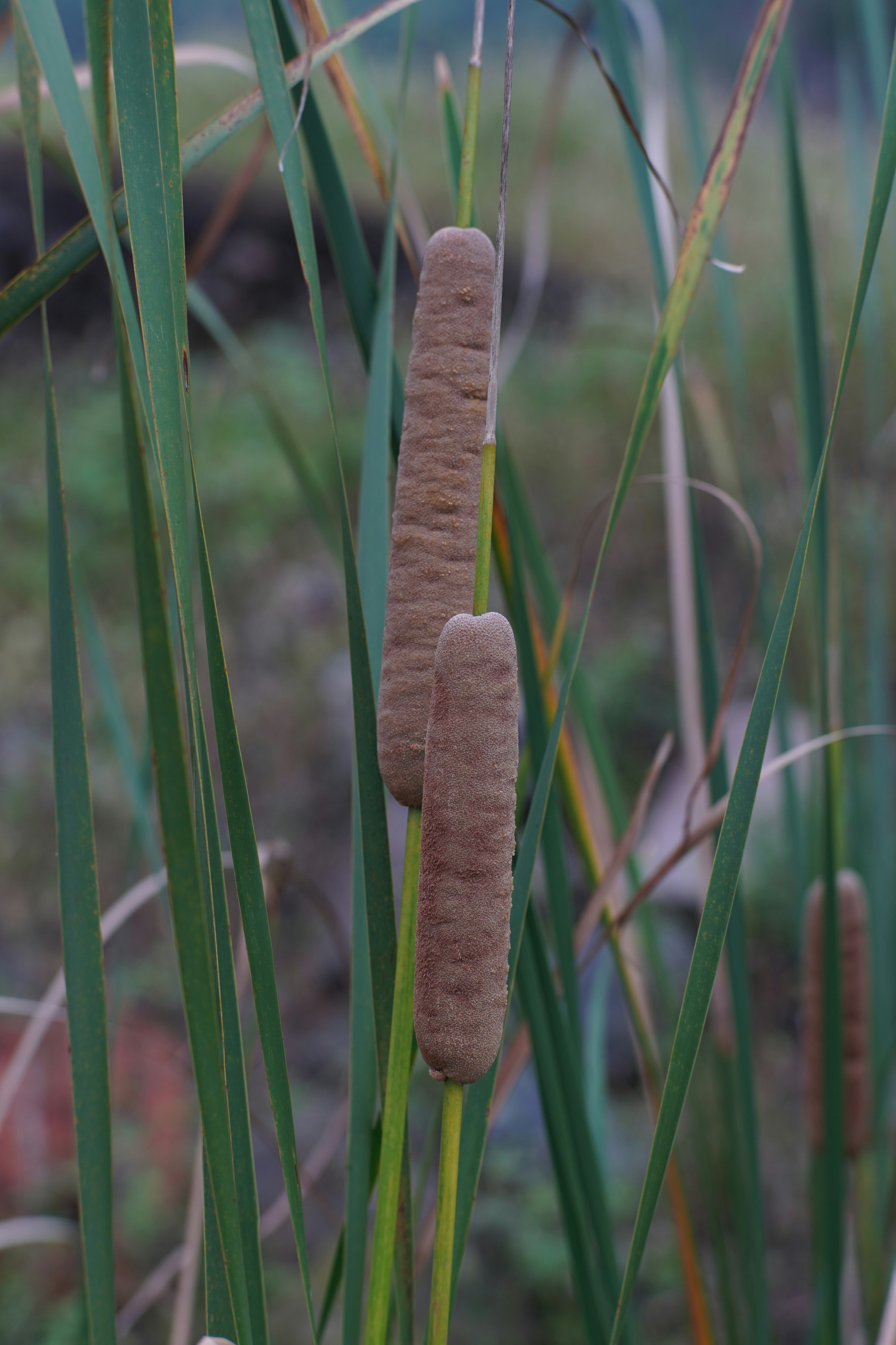 Twin Cattails Amid Green Reeds: A Quiet Marsh Portrait