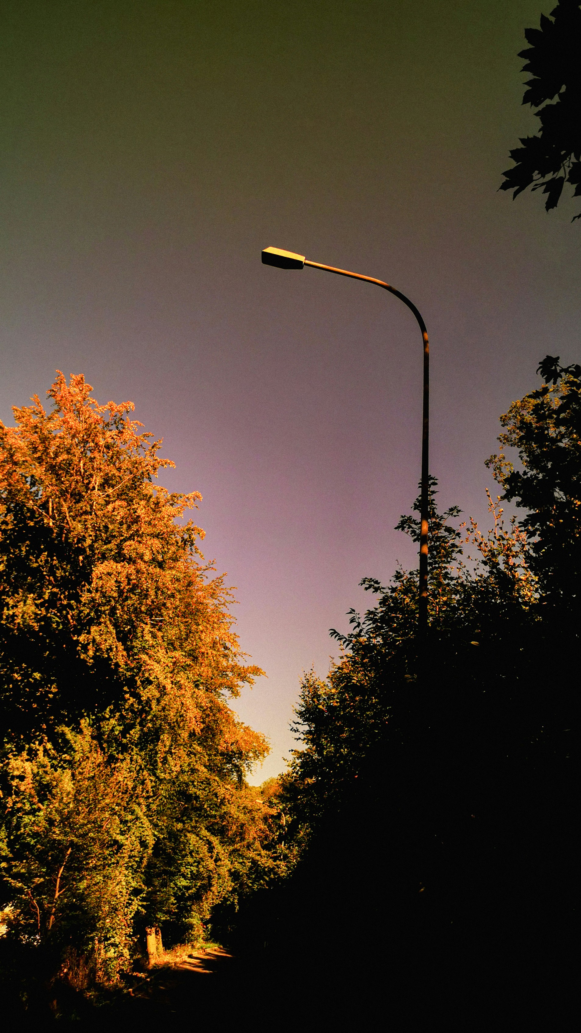 Curved Streetlamp in Velvet Dusk Between Gold-Touched Trees