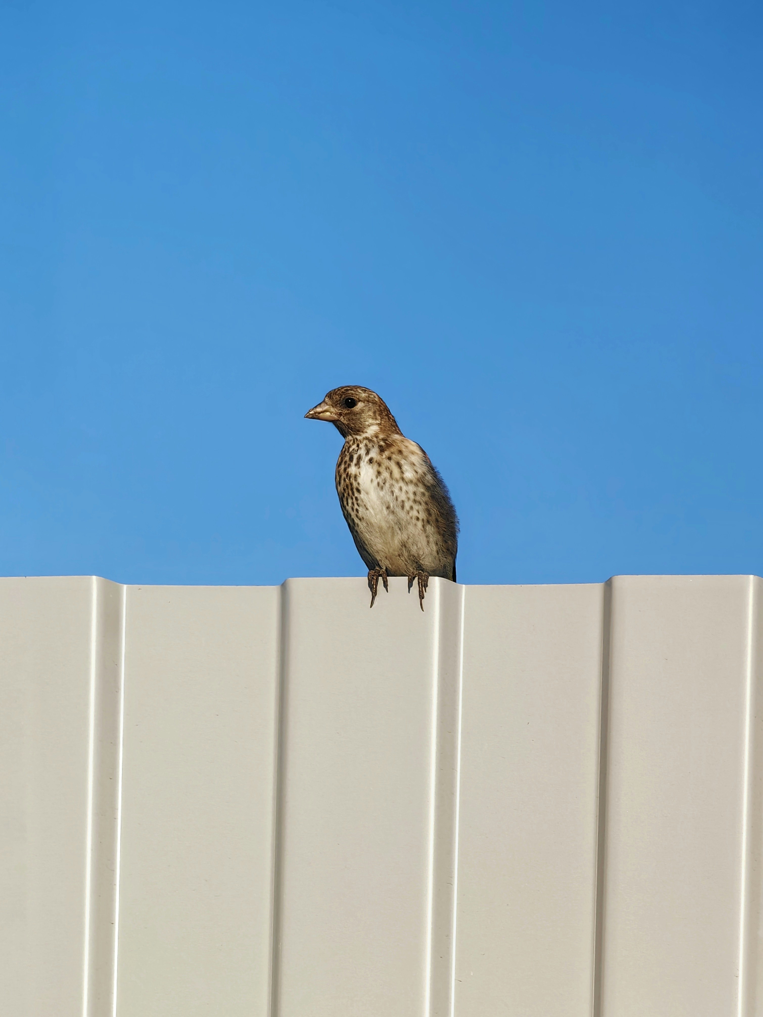 Azure Quiet: A speckled bird perched on a pale fence beneath a boundless blue sky