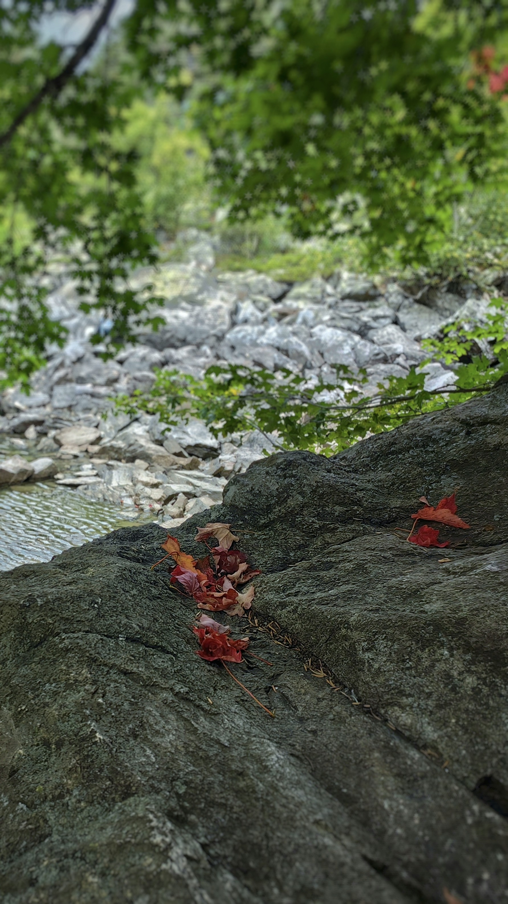 Crimson Leaves on Weathered Granite Beside a Quiet Stream