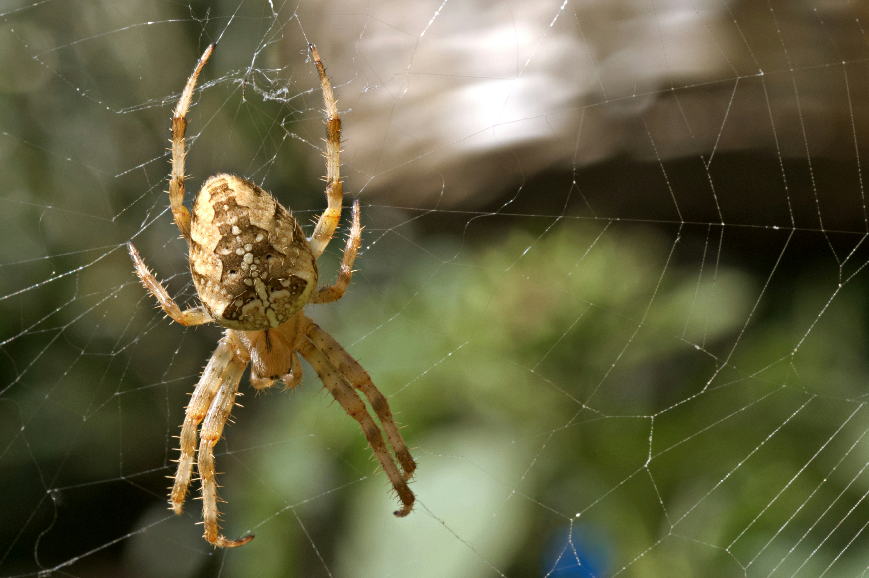 A close-up of a spider meticulously crafting its web, showcasing intricate details of the silk strands against a blurred natural backdrop.