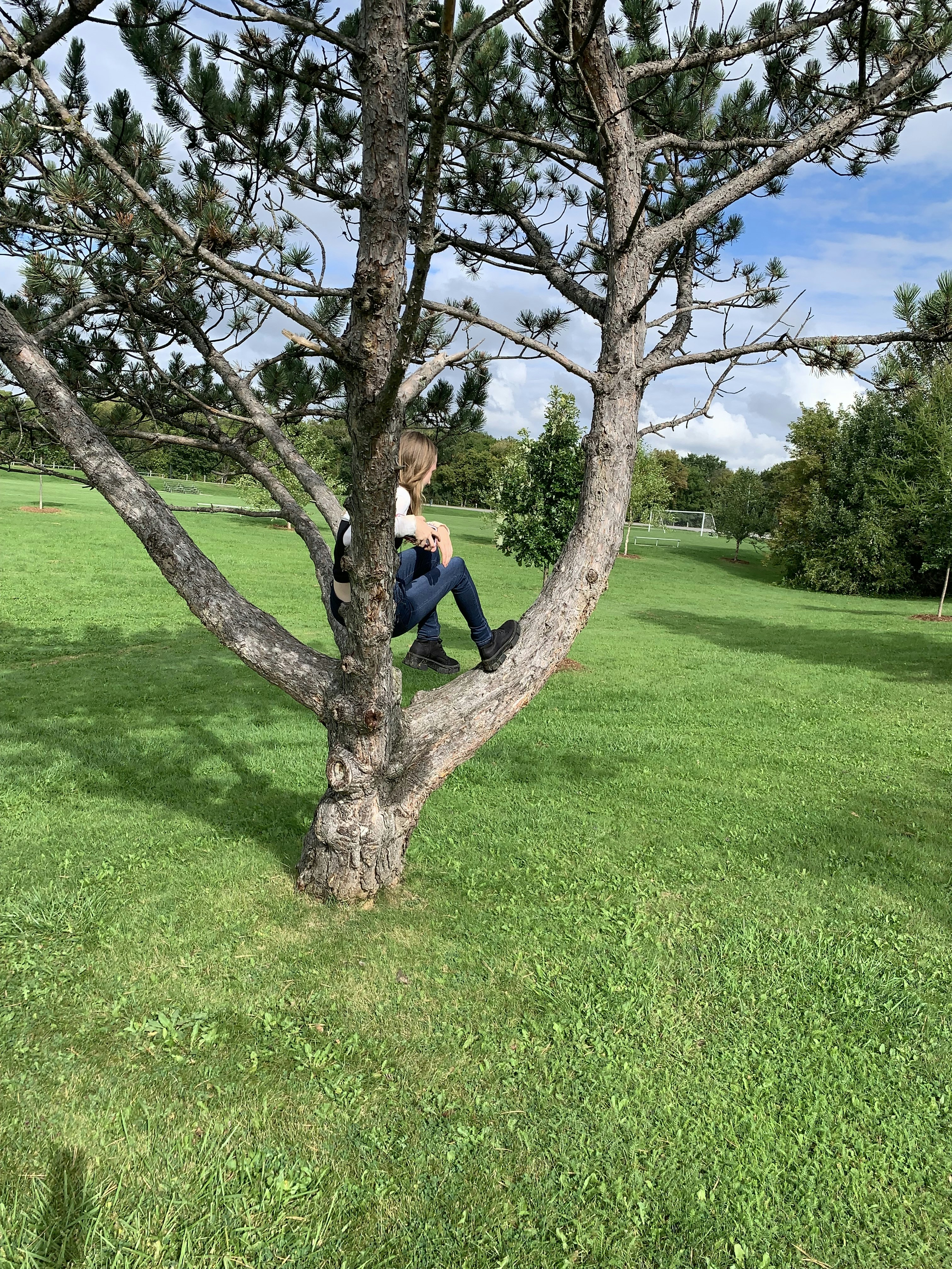 Une personne assise dans un arbre sur un téléphone cellulaire photo ...