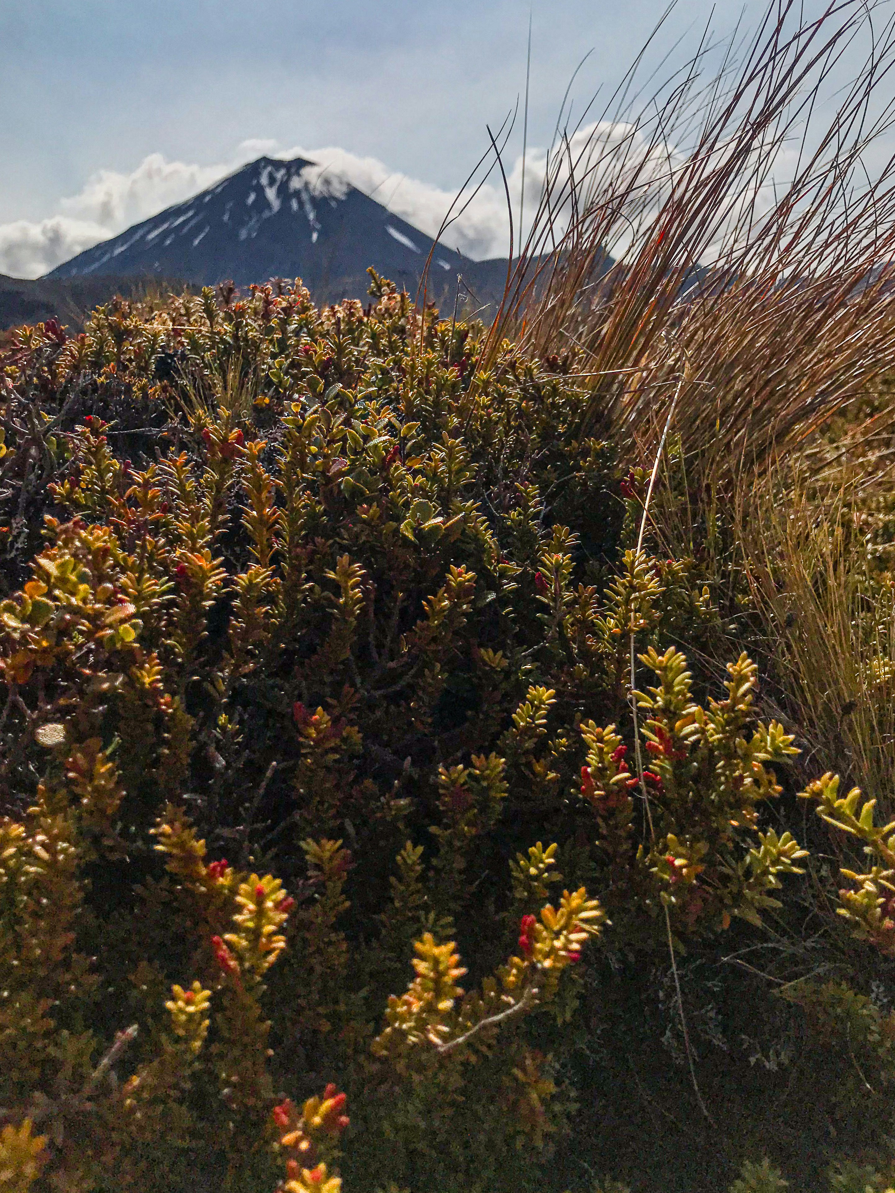 Snow-kissed Peak Framed by Low Alpine Shrubs
