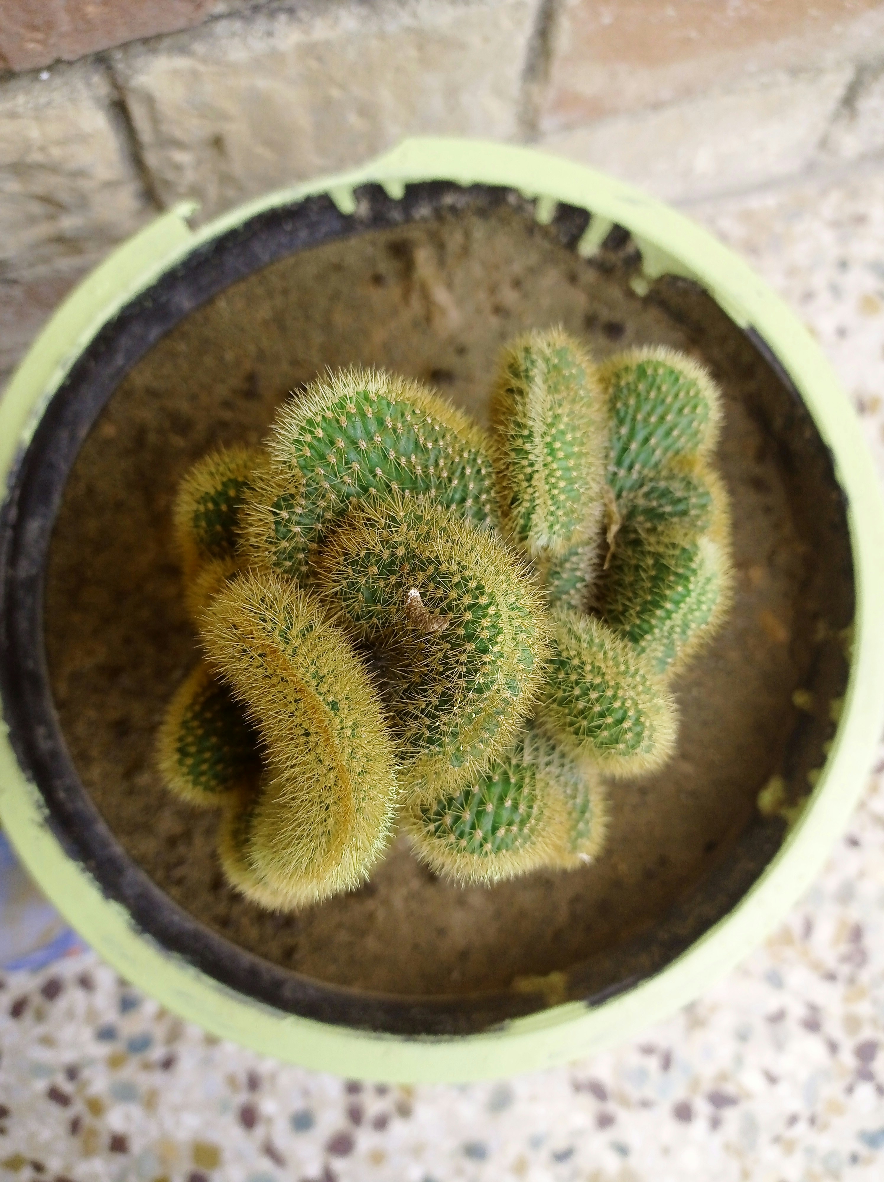 Lime-Rim Oasis: Close-Up on a Hairy Cactus Cluster
