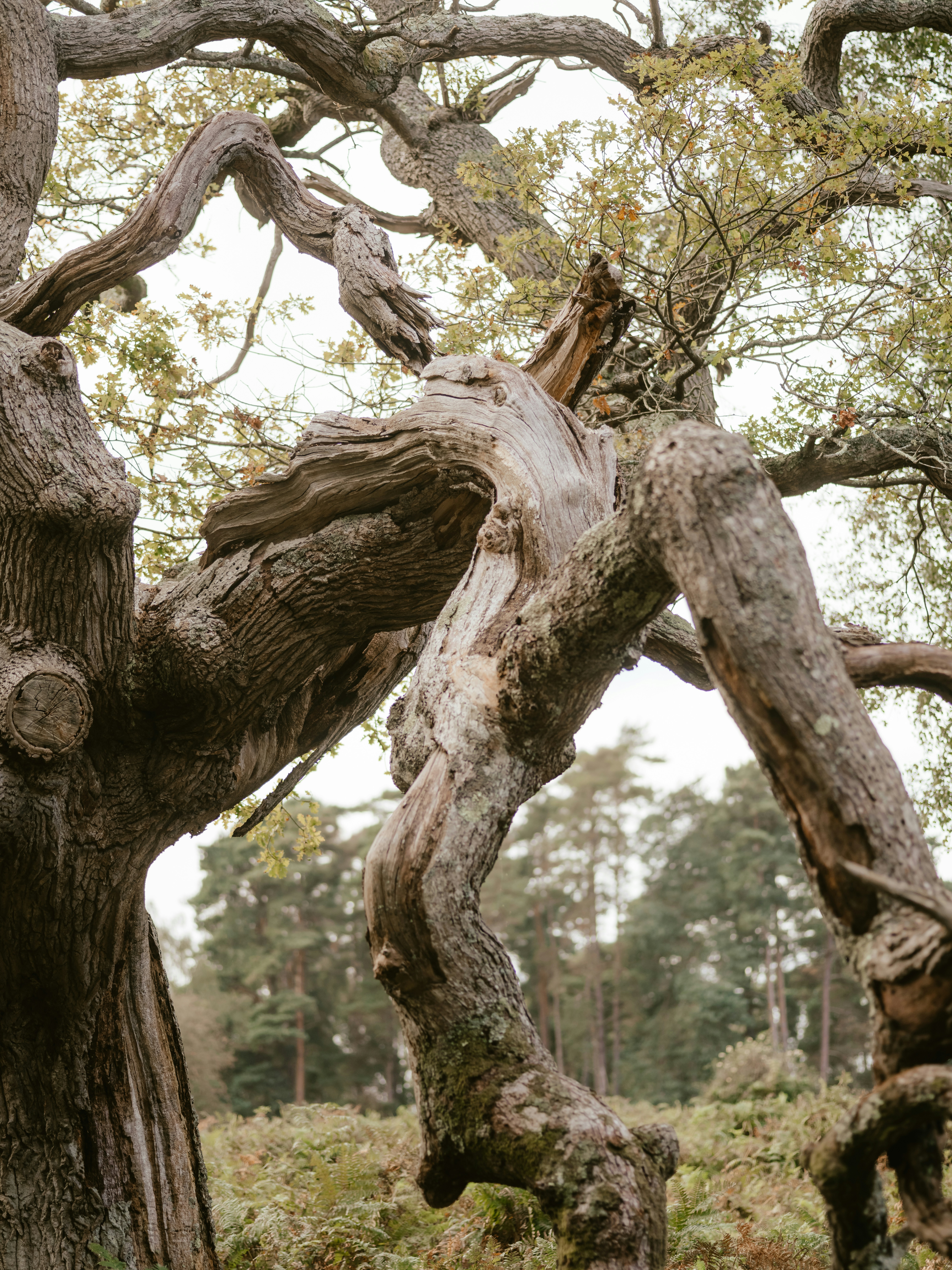 Gnarly Pictures | Download Free Images on Unsplash
