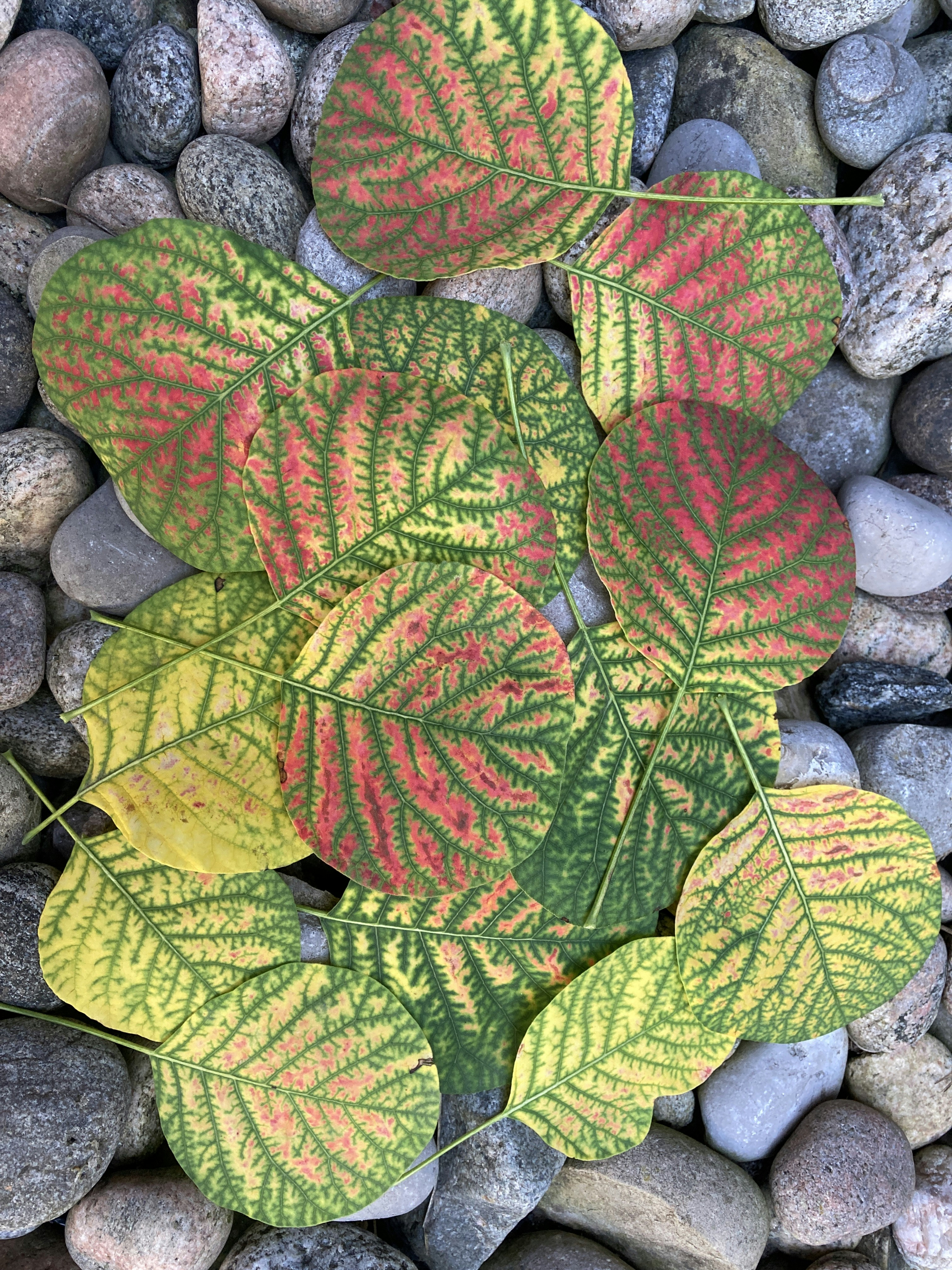 Foto Un primer plano de una planta en un lecho de rocas – Imagen ...